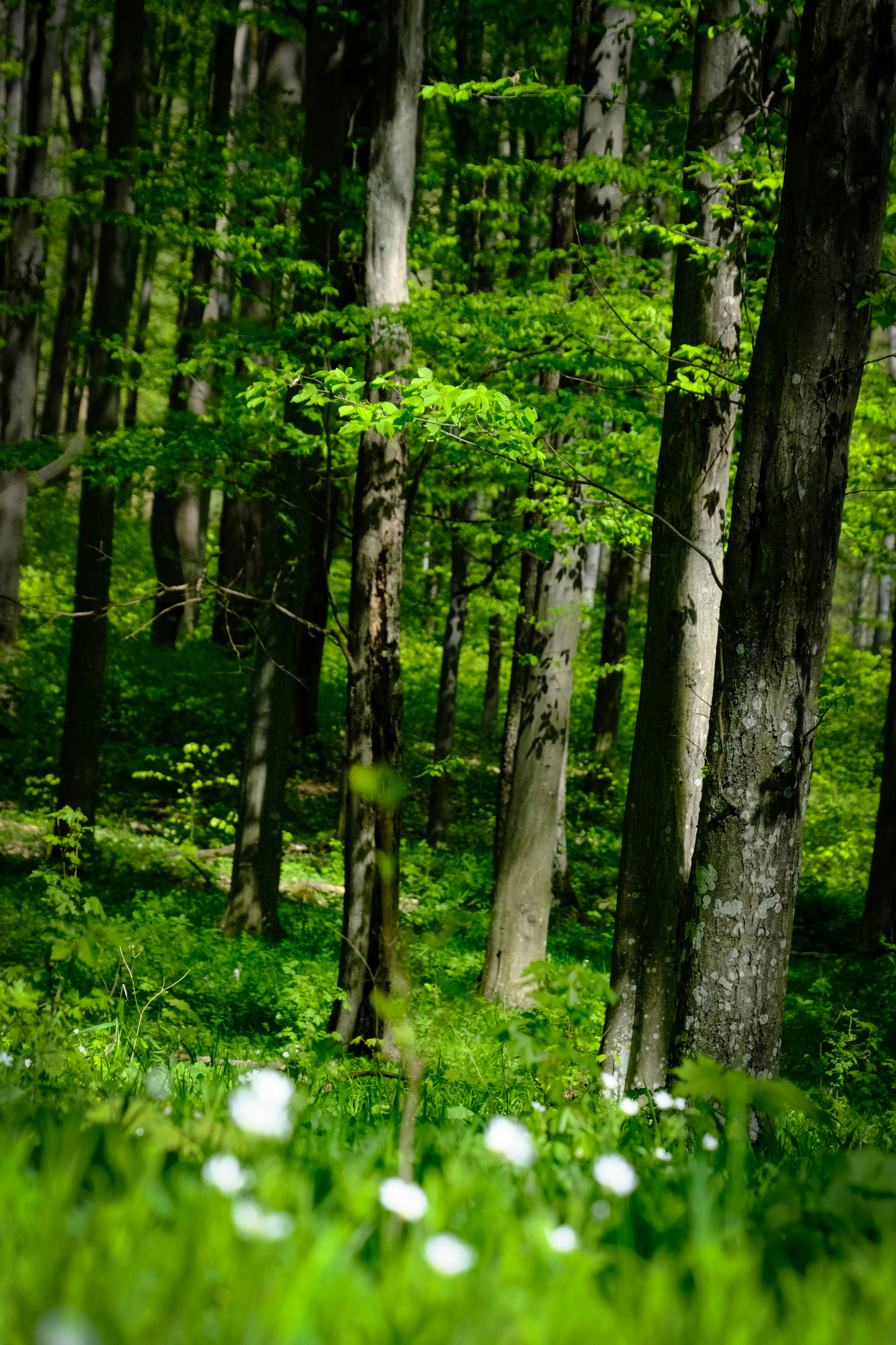 Emerald Cathedral: Sunlit Trunks in a Quiet Forest