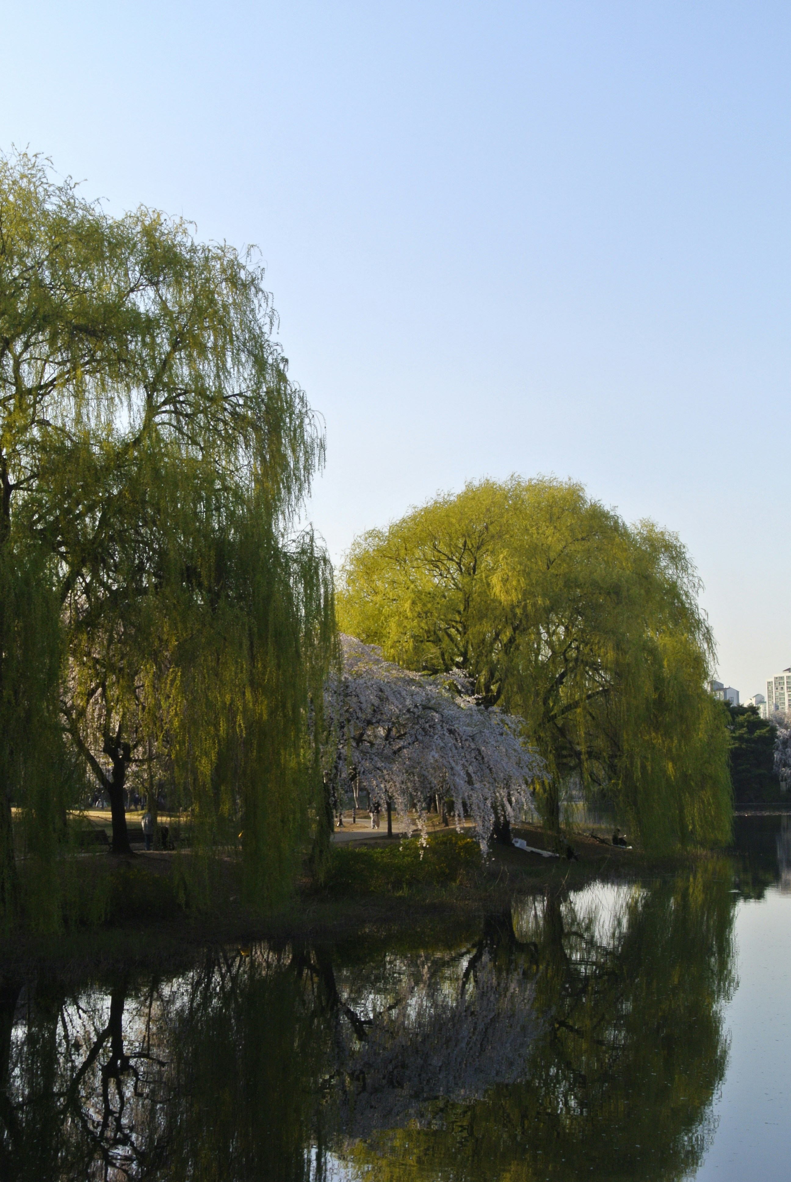 Willow Reflections at the Gentle Riverside