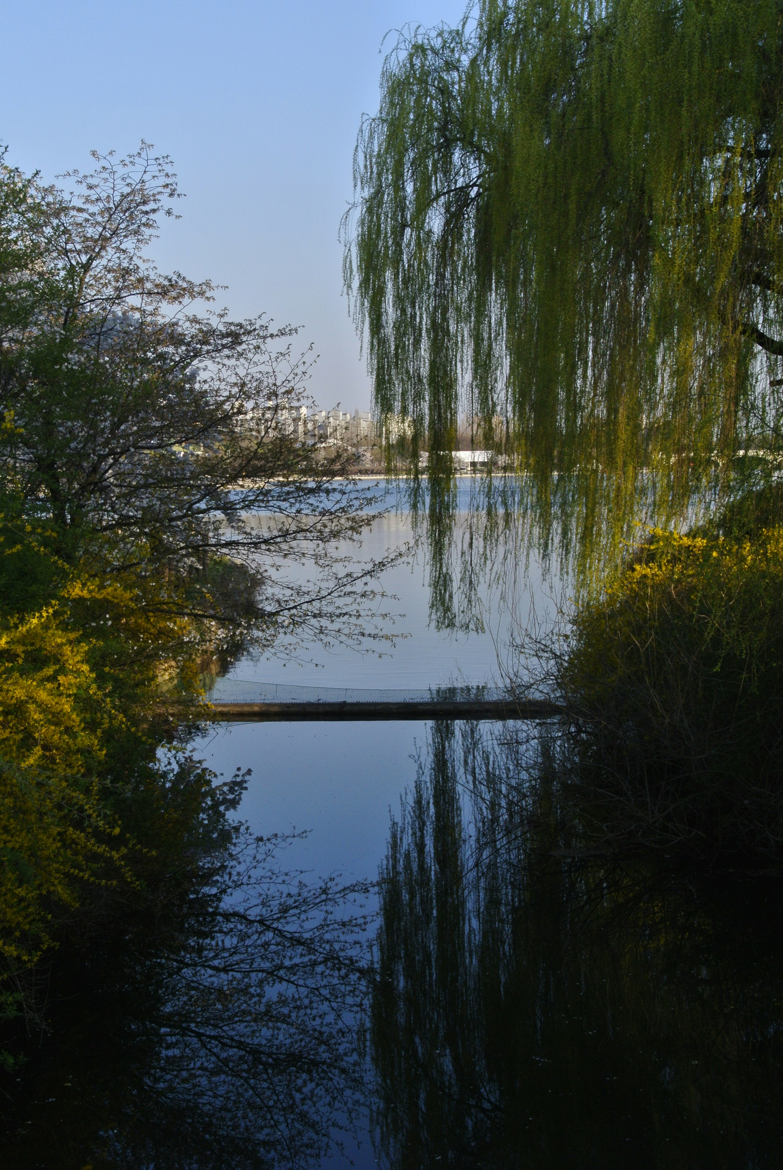 Serene Canal Reflections Framed by Weeping Willows
