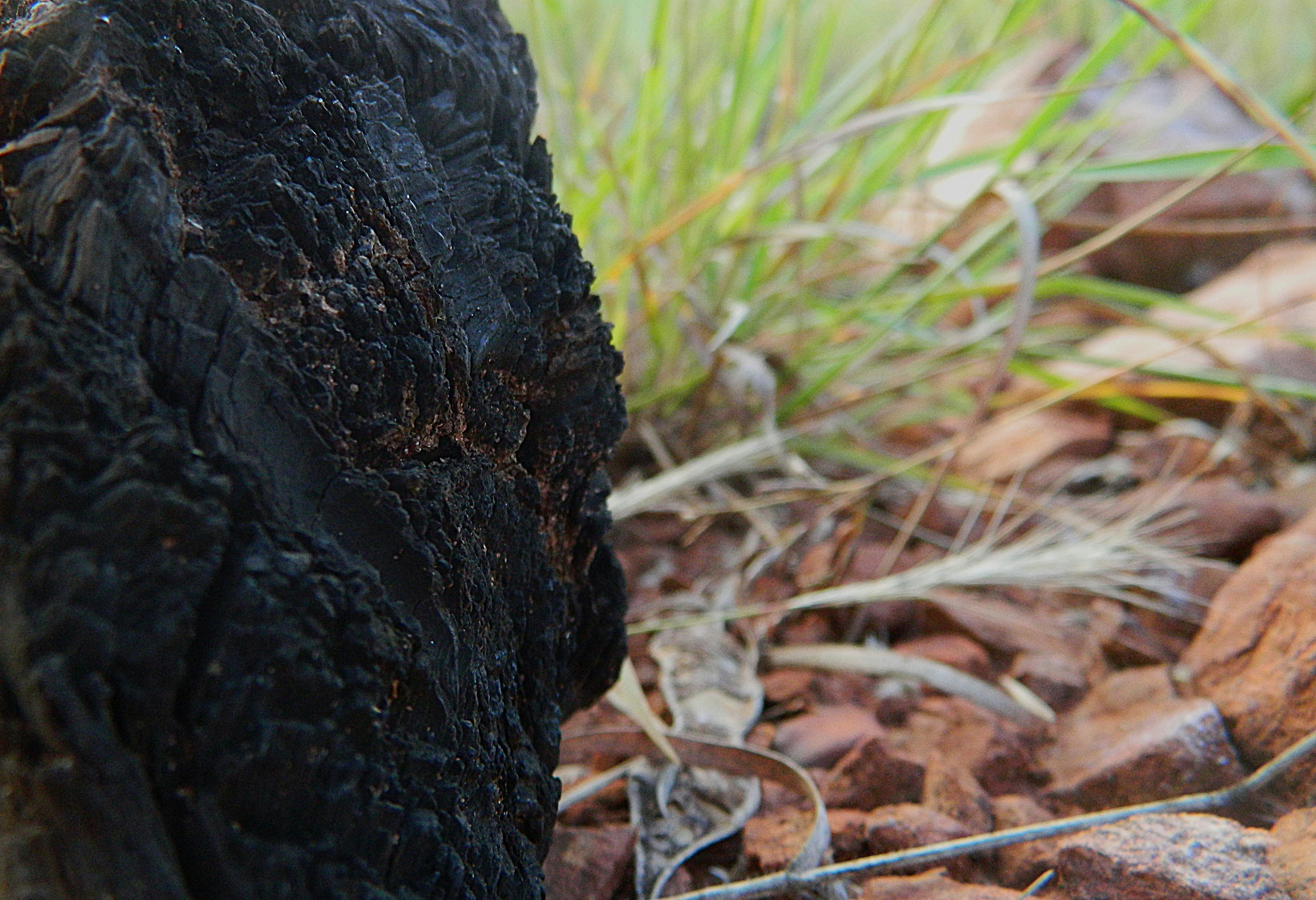 Charred Rock and Grit: A Quiet Ground-Level Portrait