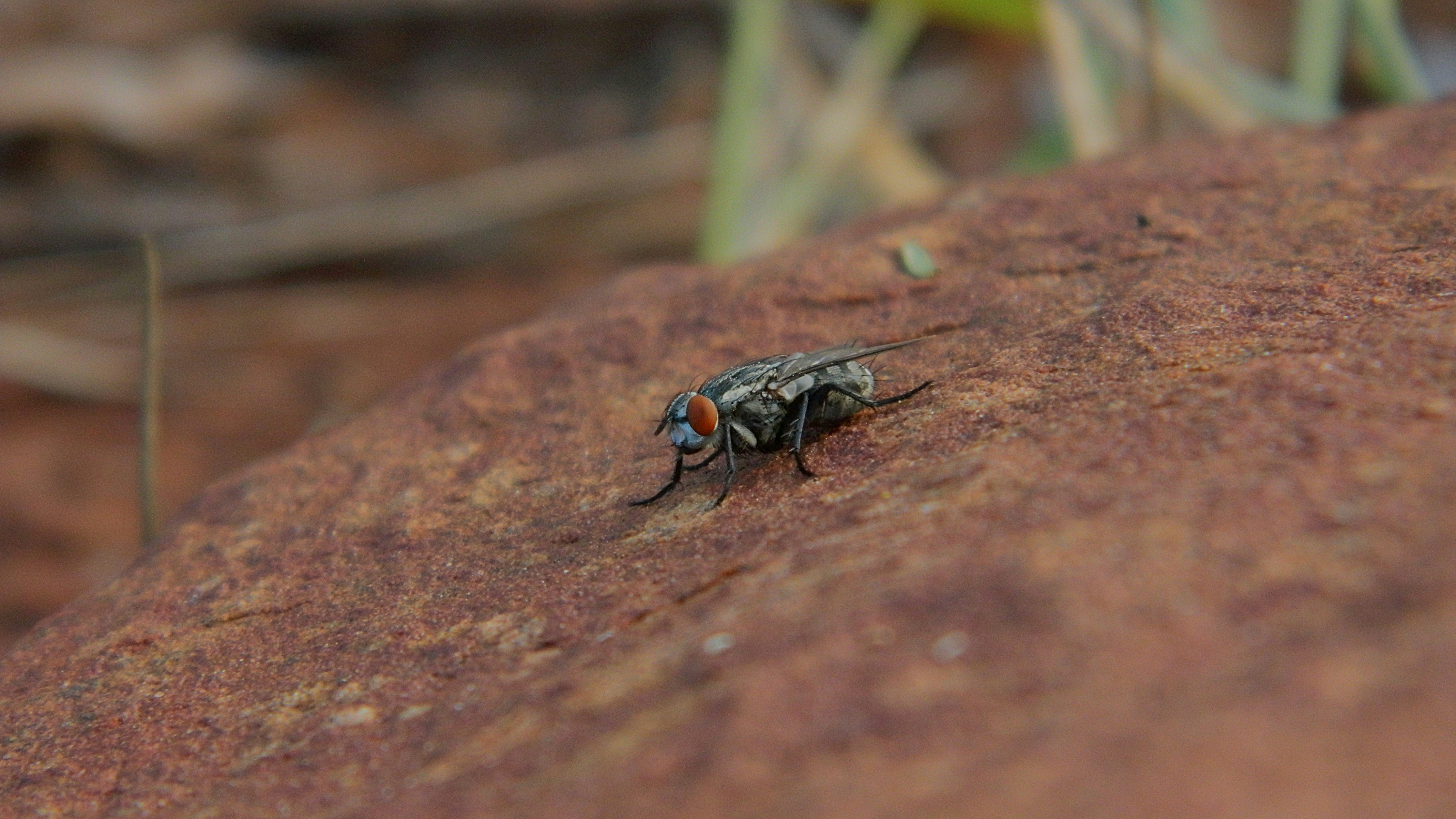 Red-eyed Fly on Rusty Rock: A Tiny Observer in Macro Light