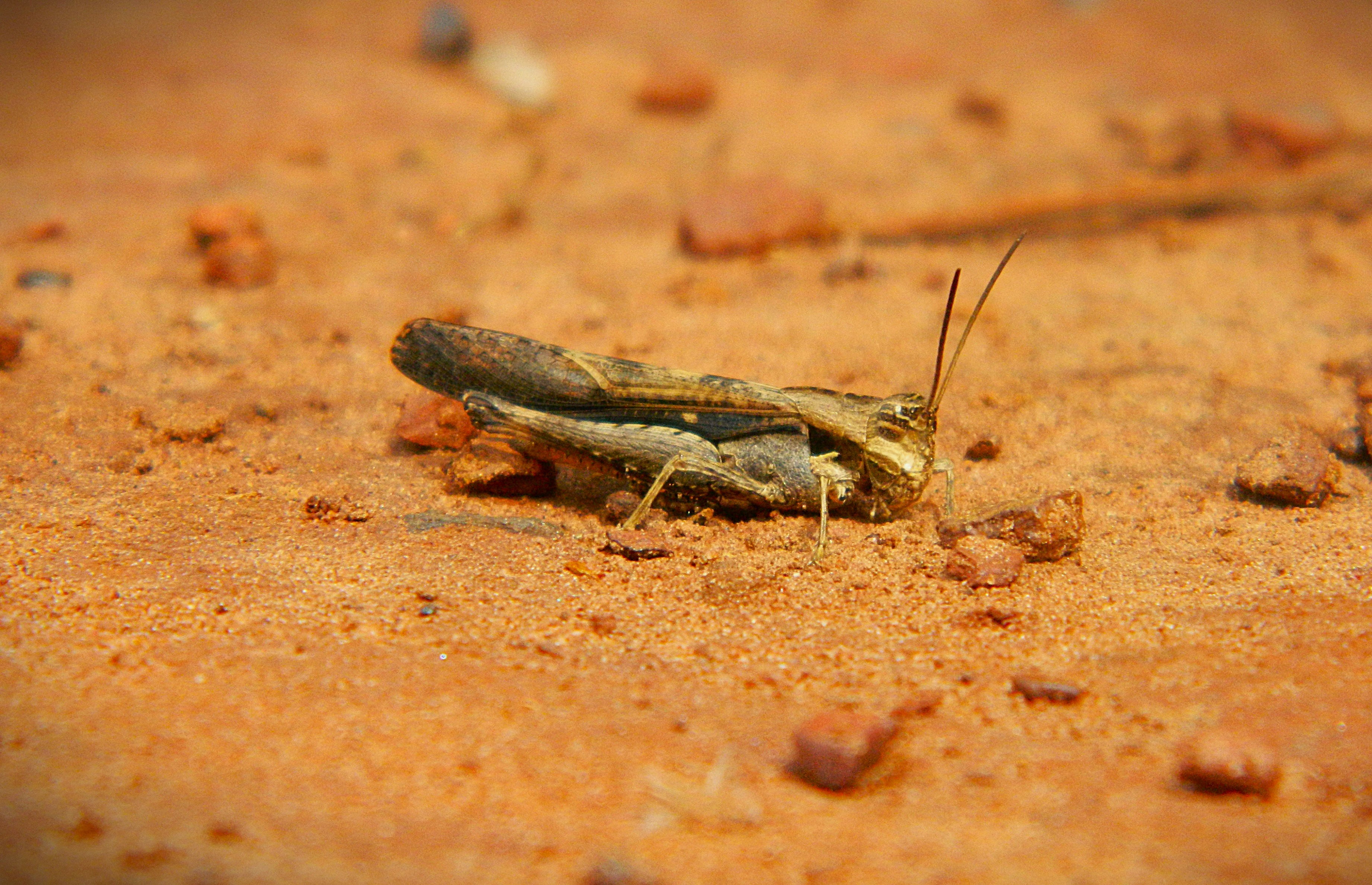 Desert Ground Dweller: A Small Mottled Moth Resting on Rough Sand