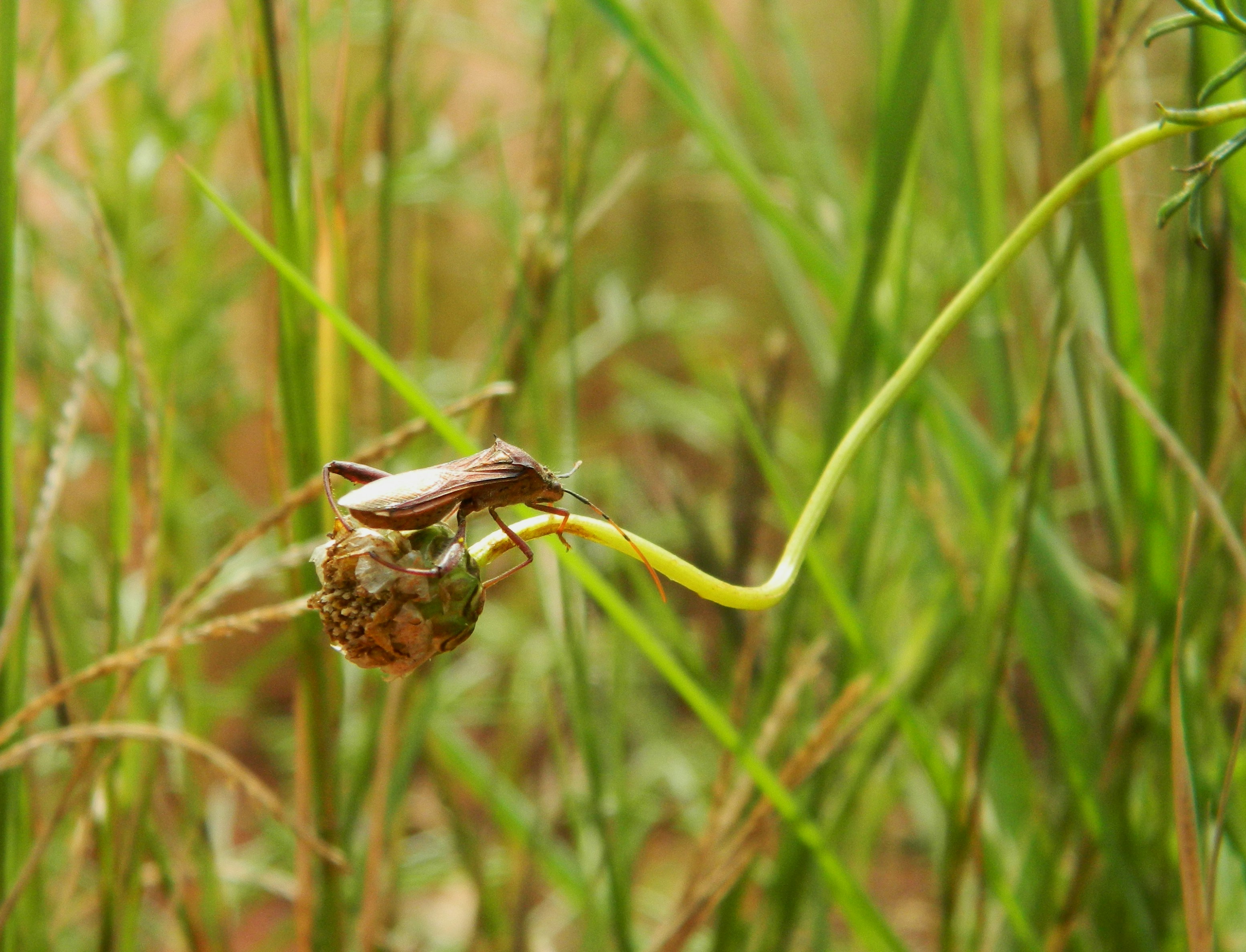 Desert Grass and a Resting Insect: A Fragile Moment on a Curved Stem