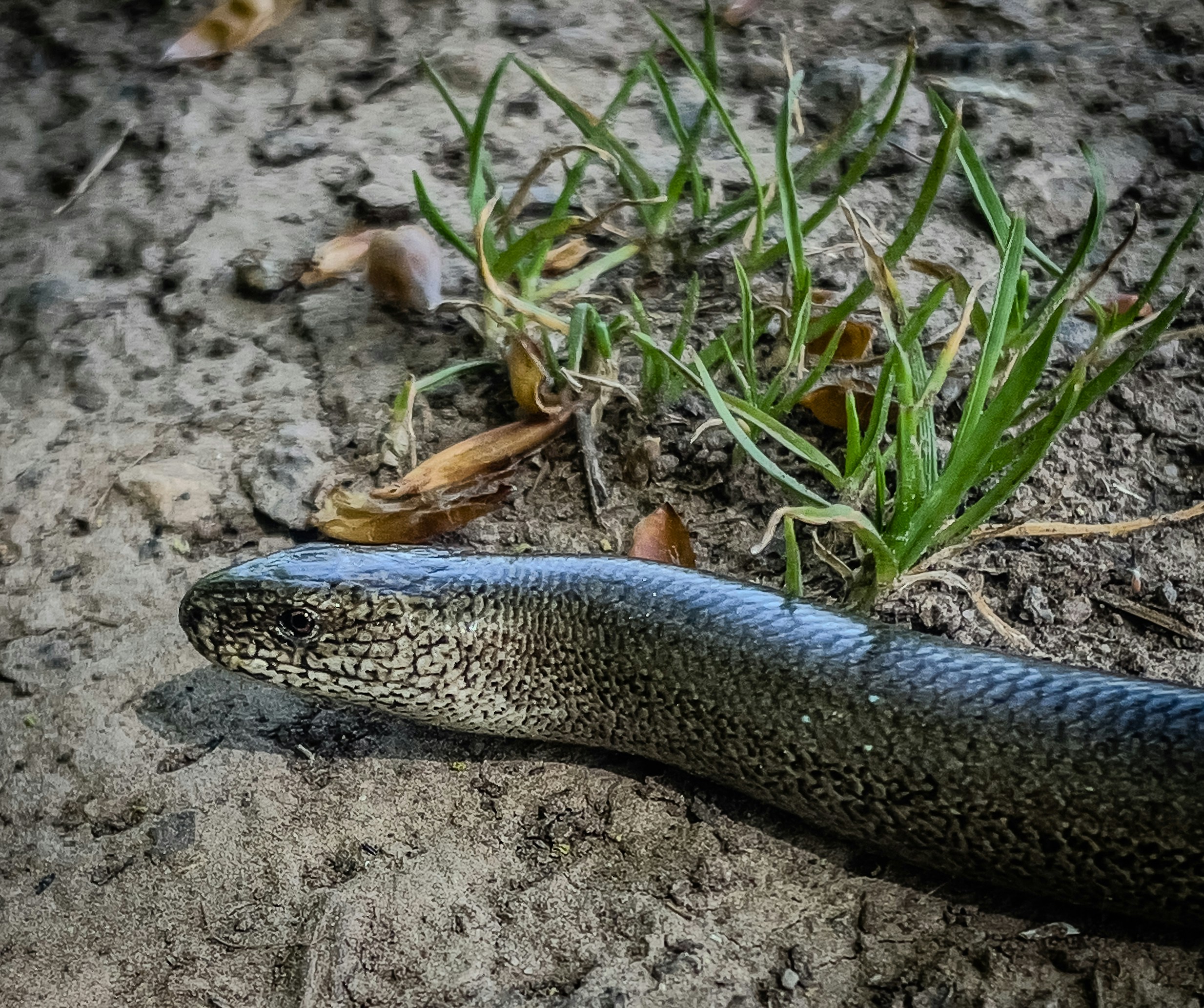 Hidden in Plain Ground: A Slithering Glide Along Mud and Grass