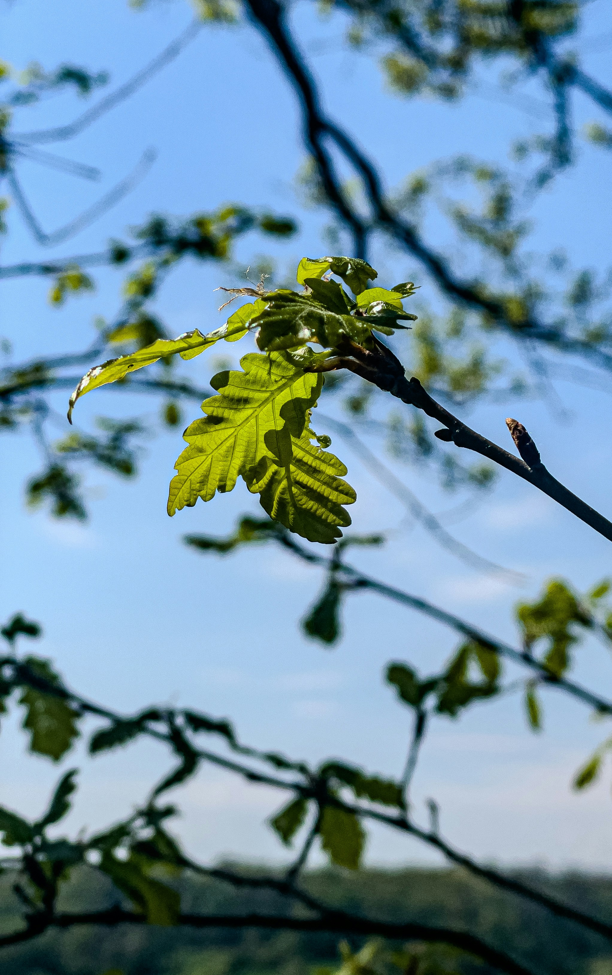 Sunlit Oak Leaf in Focus Against a Blue Sky