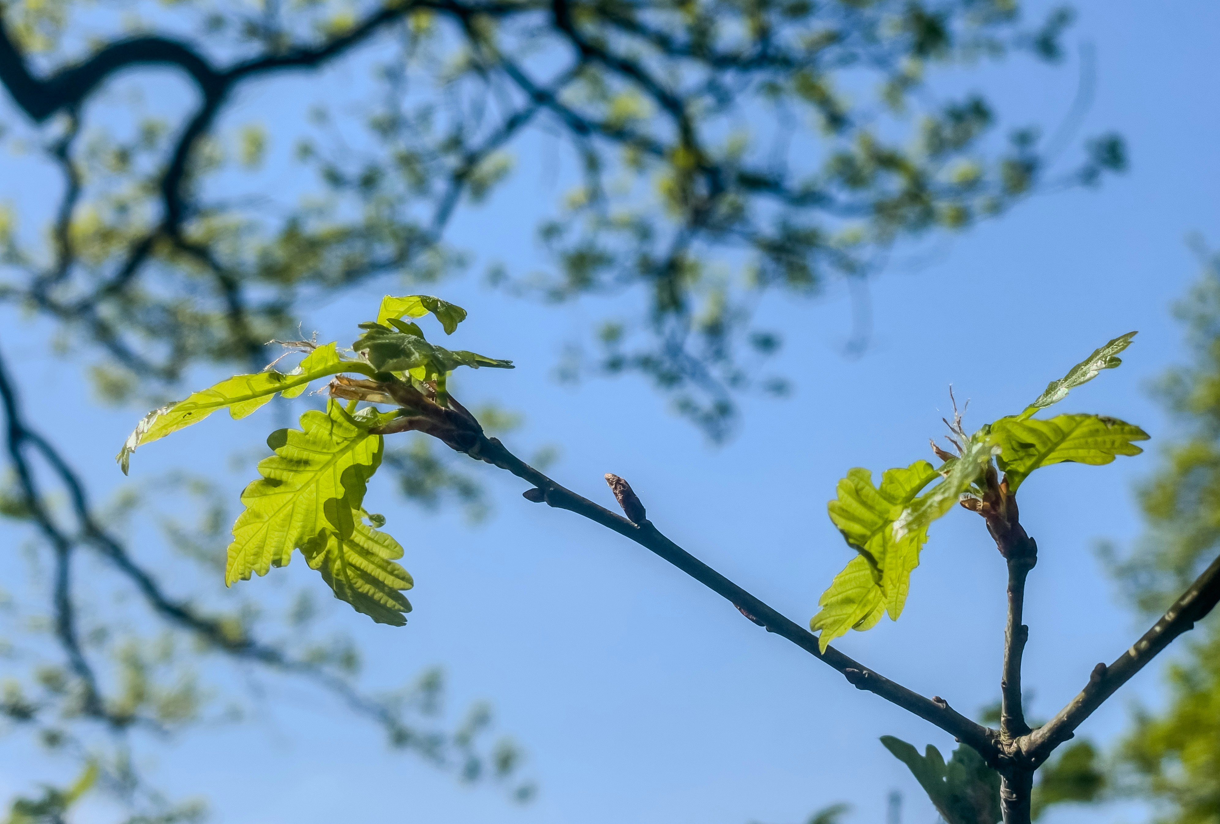 Springlit Twig: Fresh Leaves Reaching Toward a Clear Sky