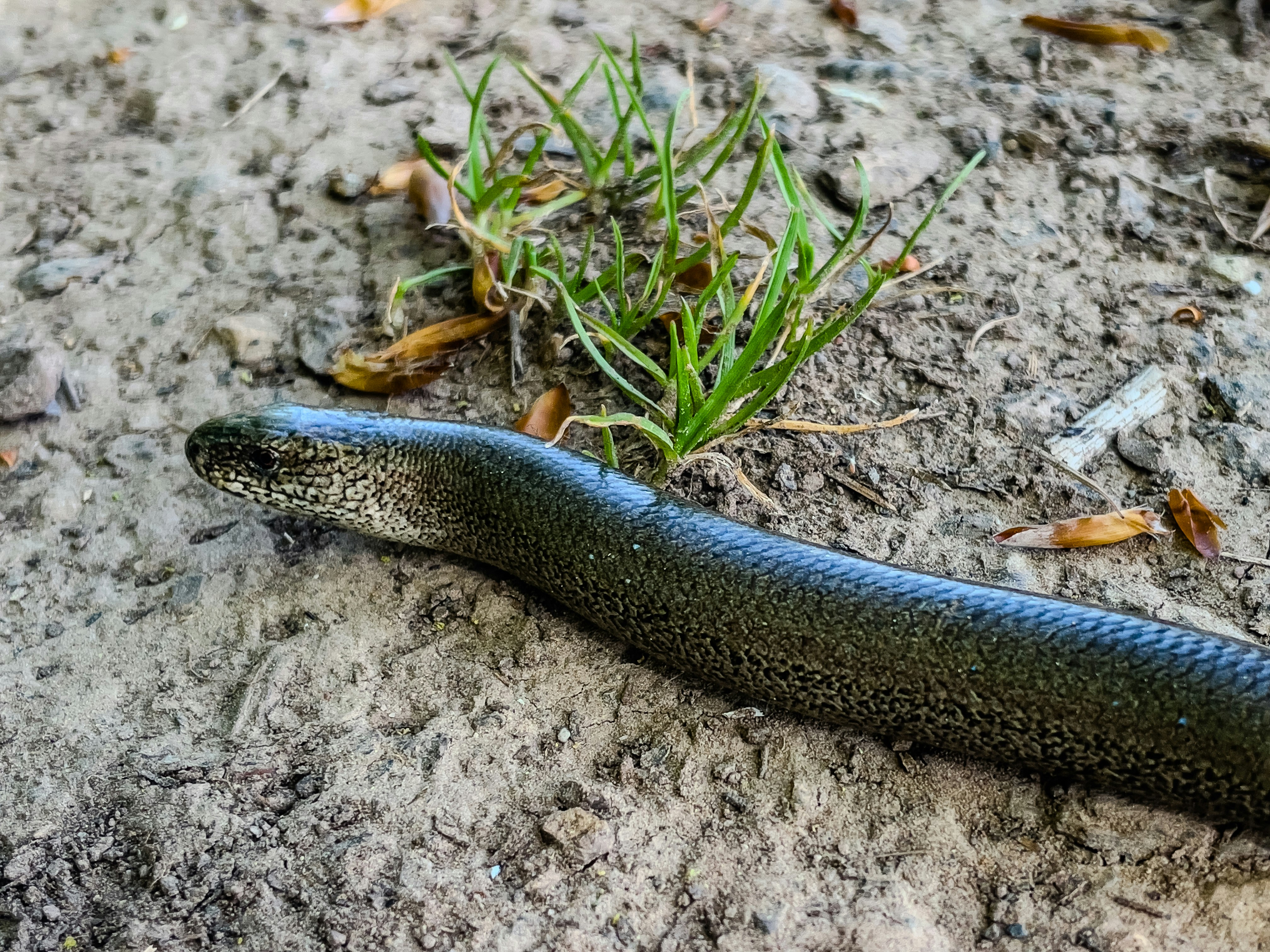 Where the River Meets the Mud: A Silvery Eel Slithers Through Soil