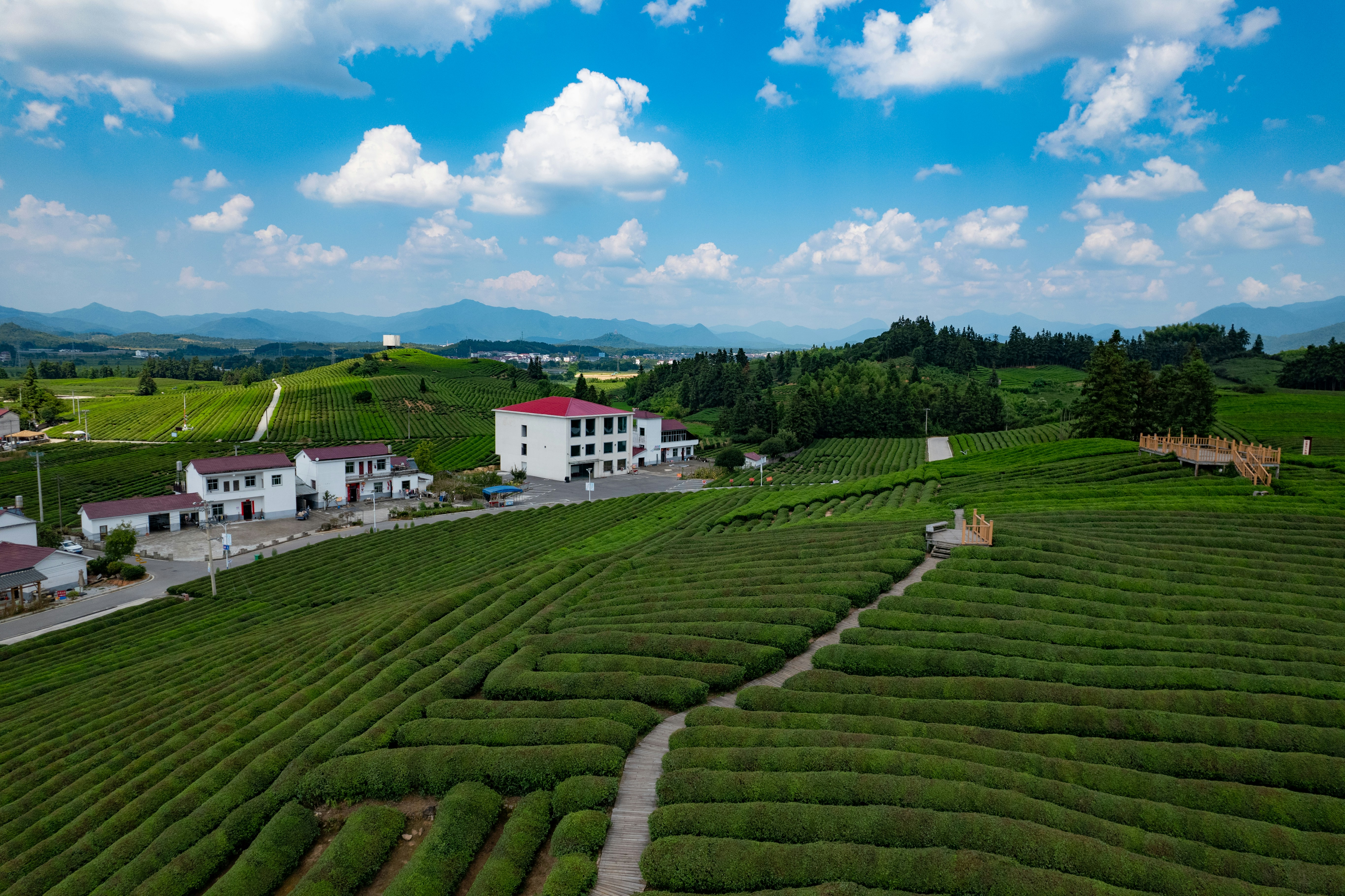 Terraced Greenery Under a Sky of Puffs