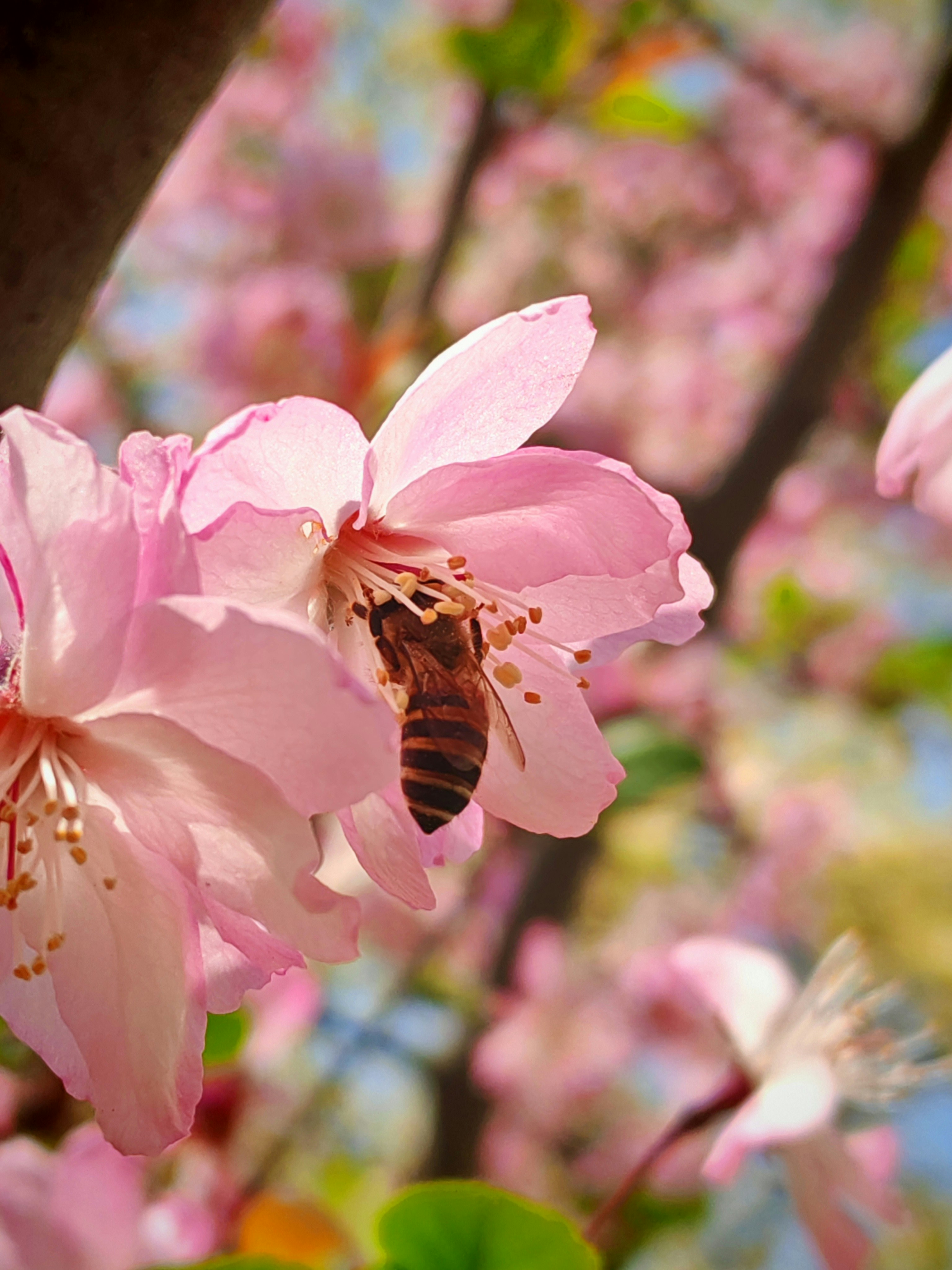 Honeybee in Bloom: A Close Encounter with Pink Petals