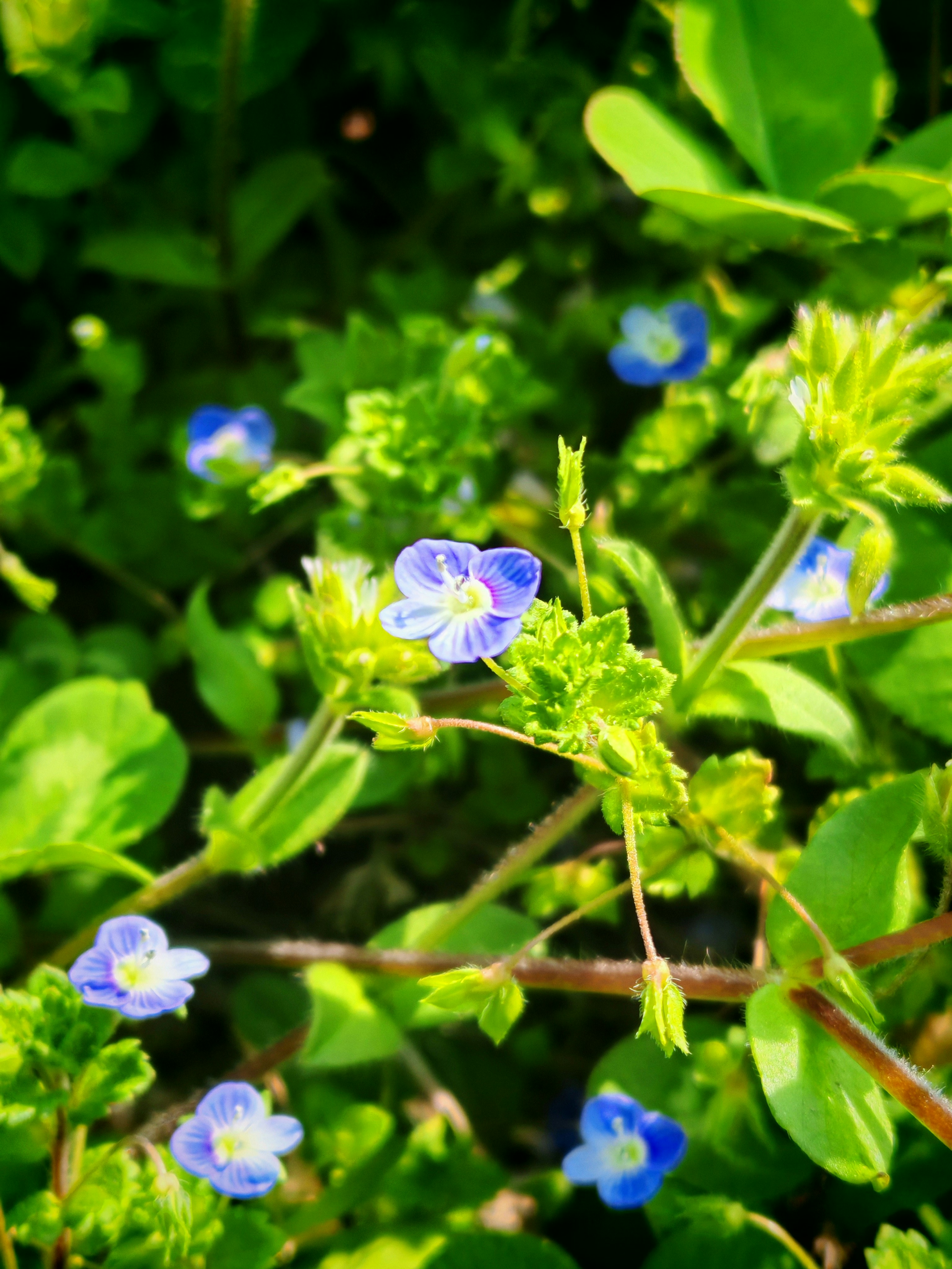 Blue blossoms amid emerald vines: a sunlit macro revelation