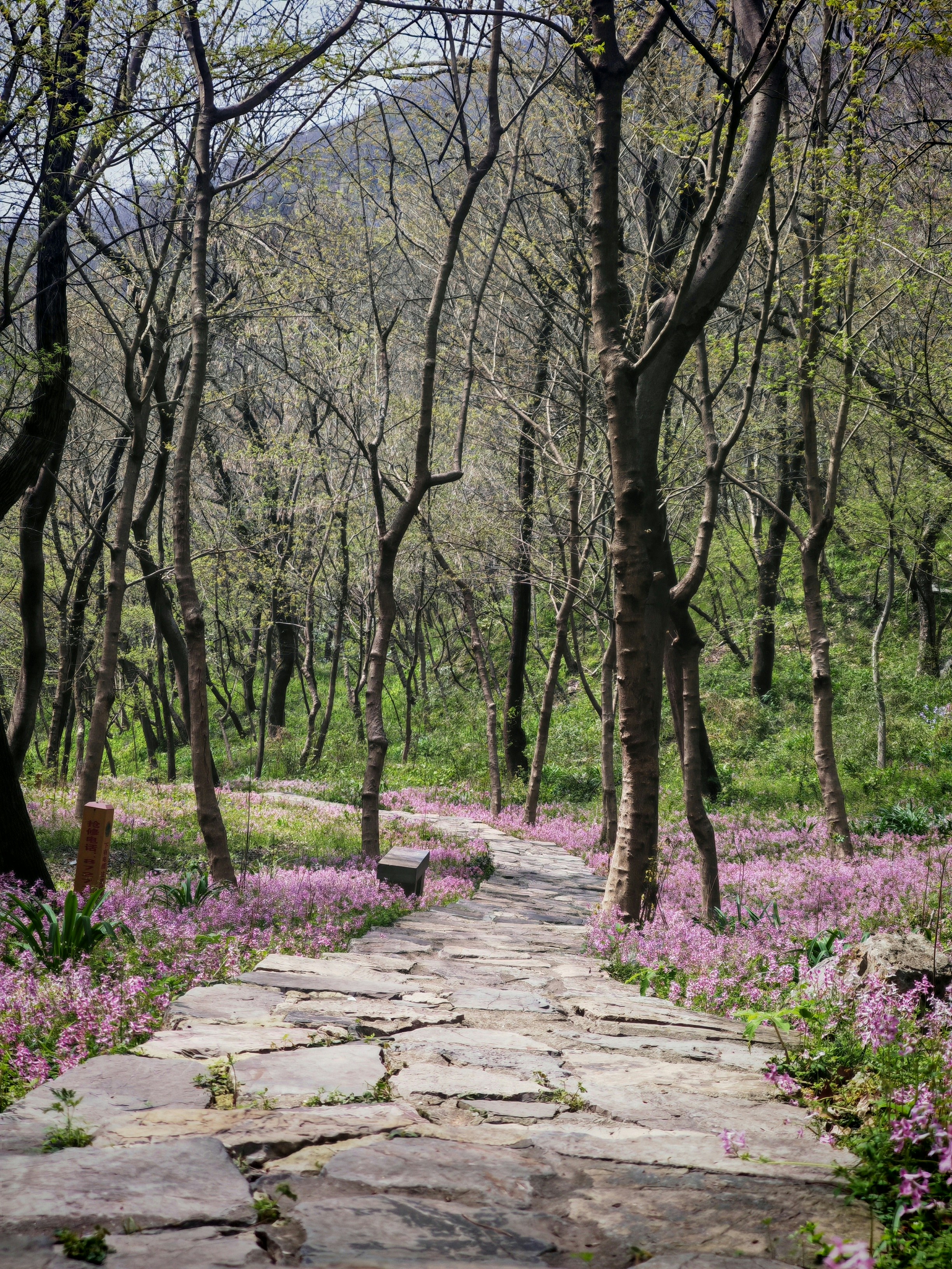 Stone Path Through a Spring Forest Carpeted with Pink Blooms
