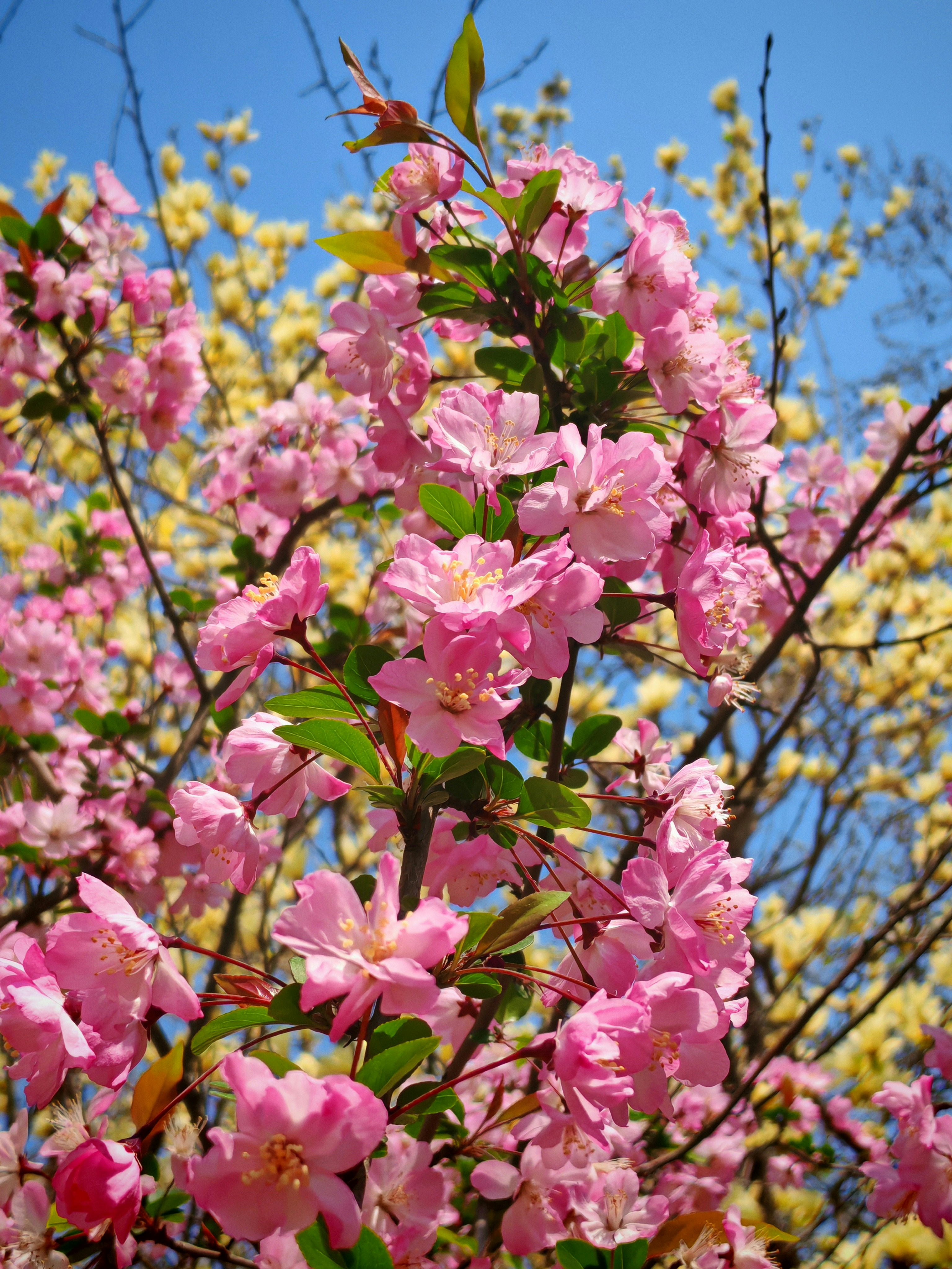 Blossoms in Focus: Pink Pearls Against a Spring Sky