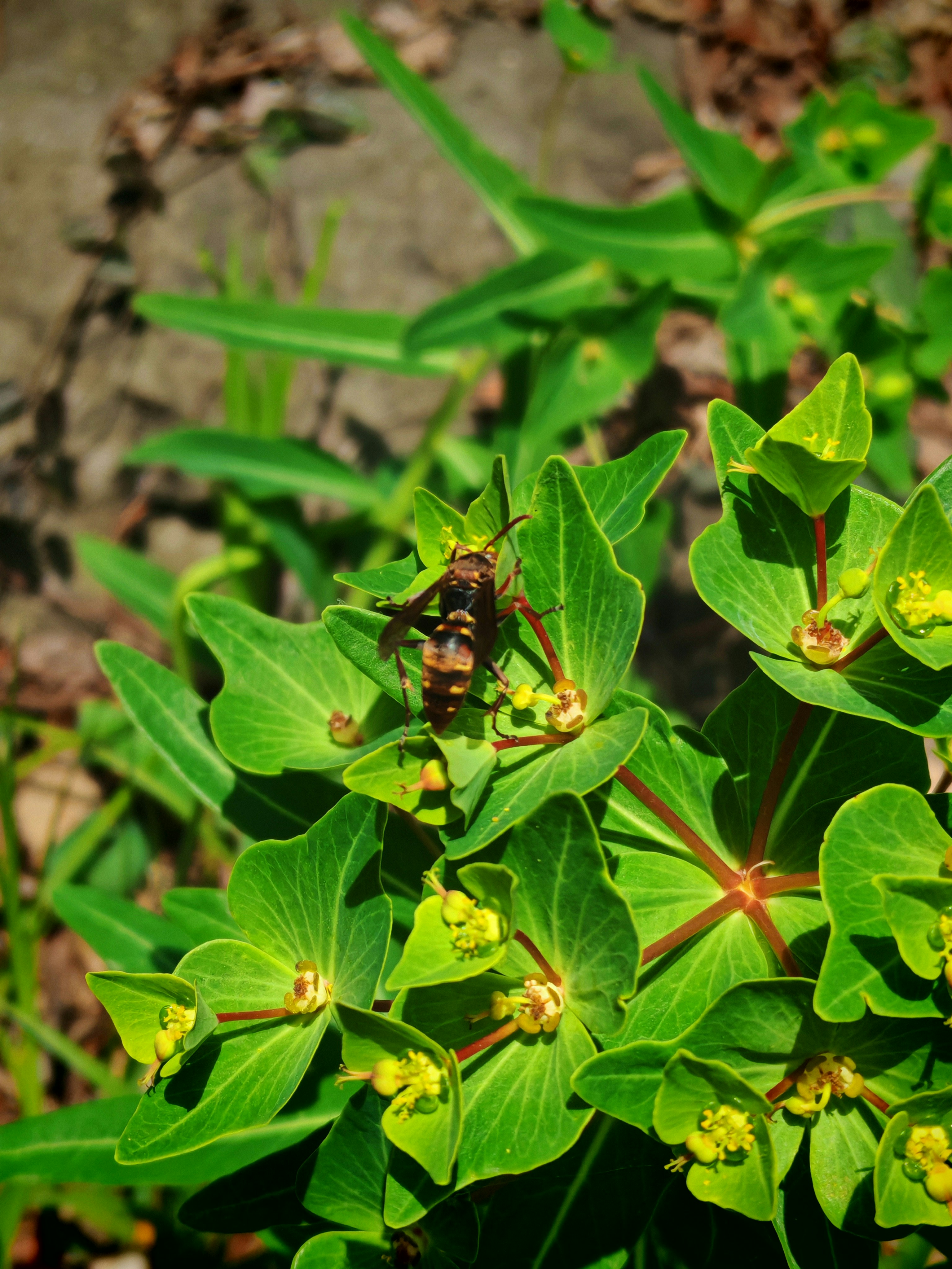 Bright green ivy leaves with small yellow blossoms; a bee rests on a central stem amid a sunlit garden bed.