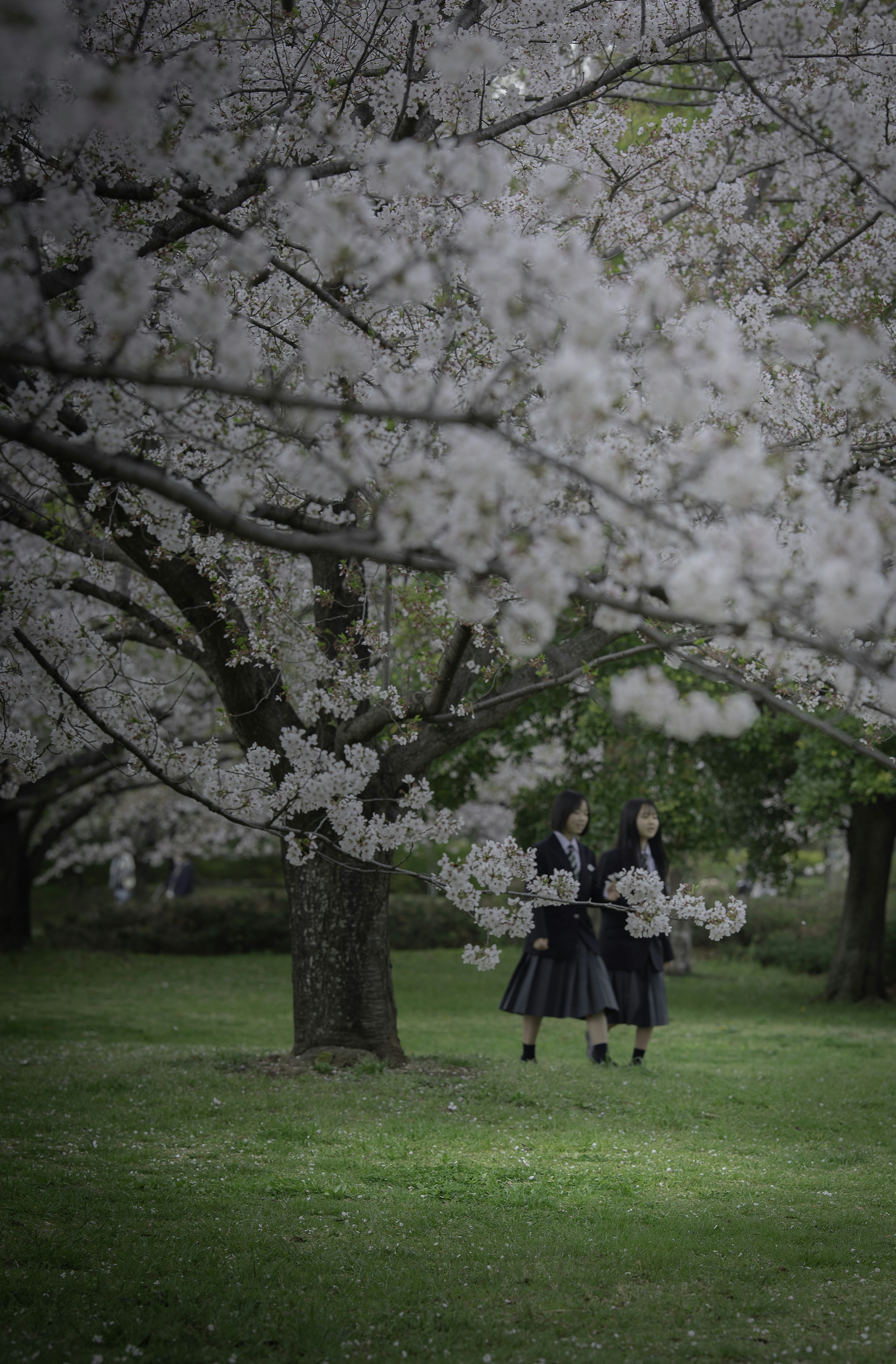 Whispering Petals: Schoolgirls Under a Blossom Canal