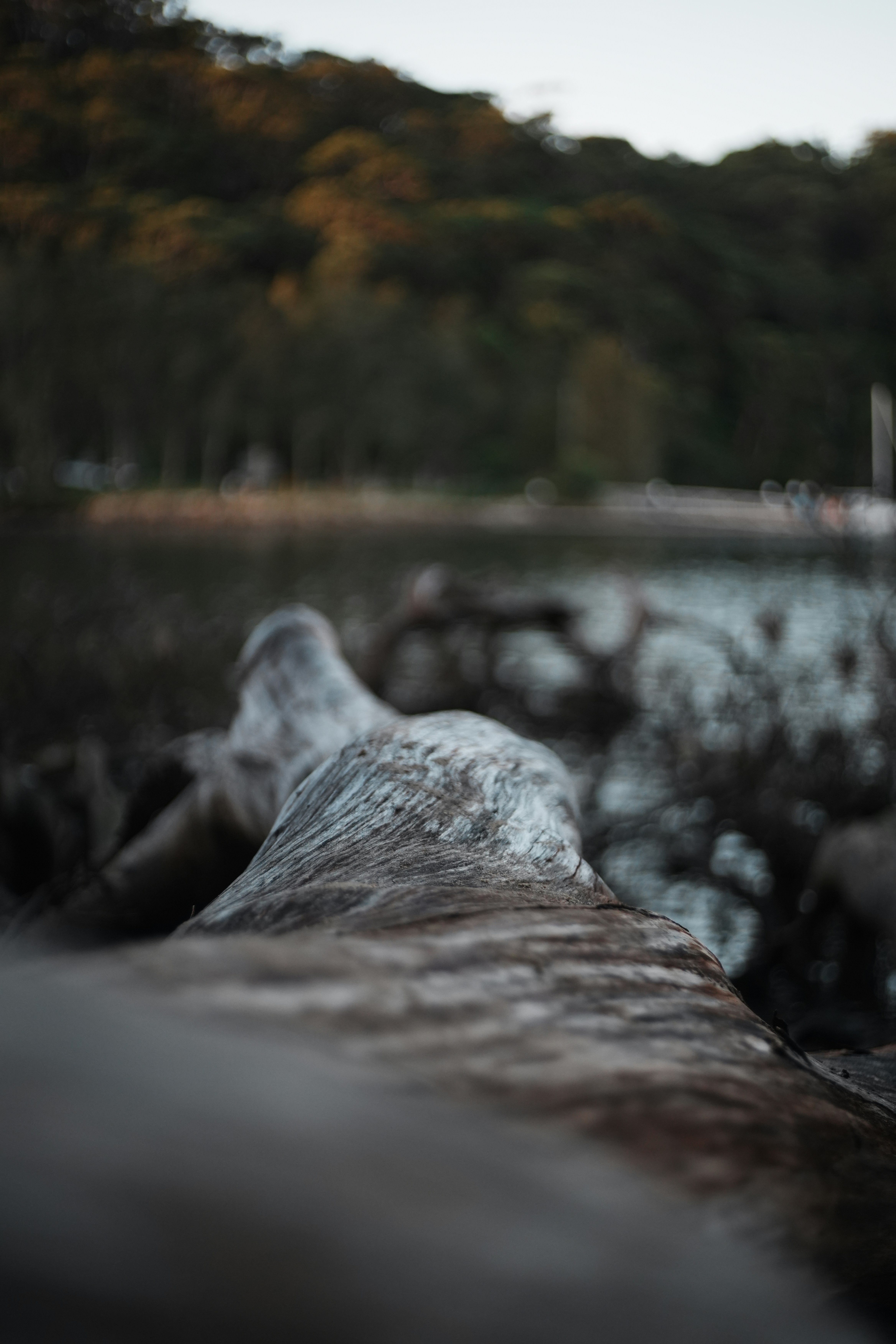 Weathered Log Pointing Toward Quiet Lake