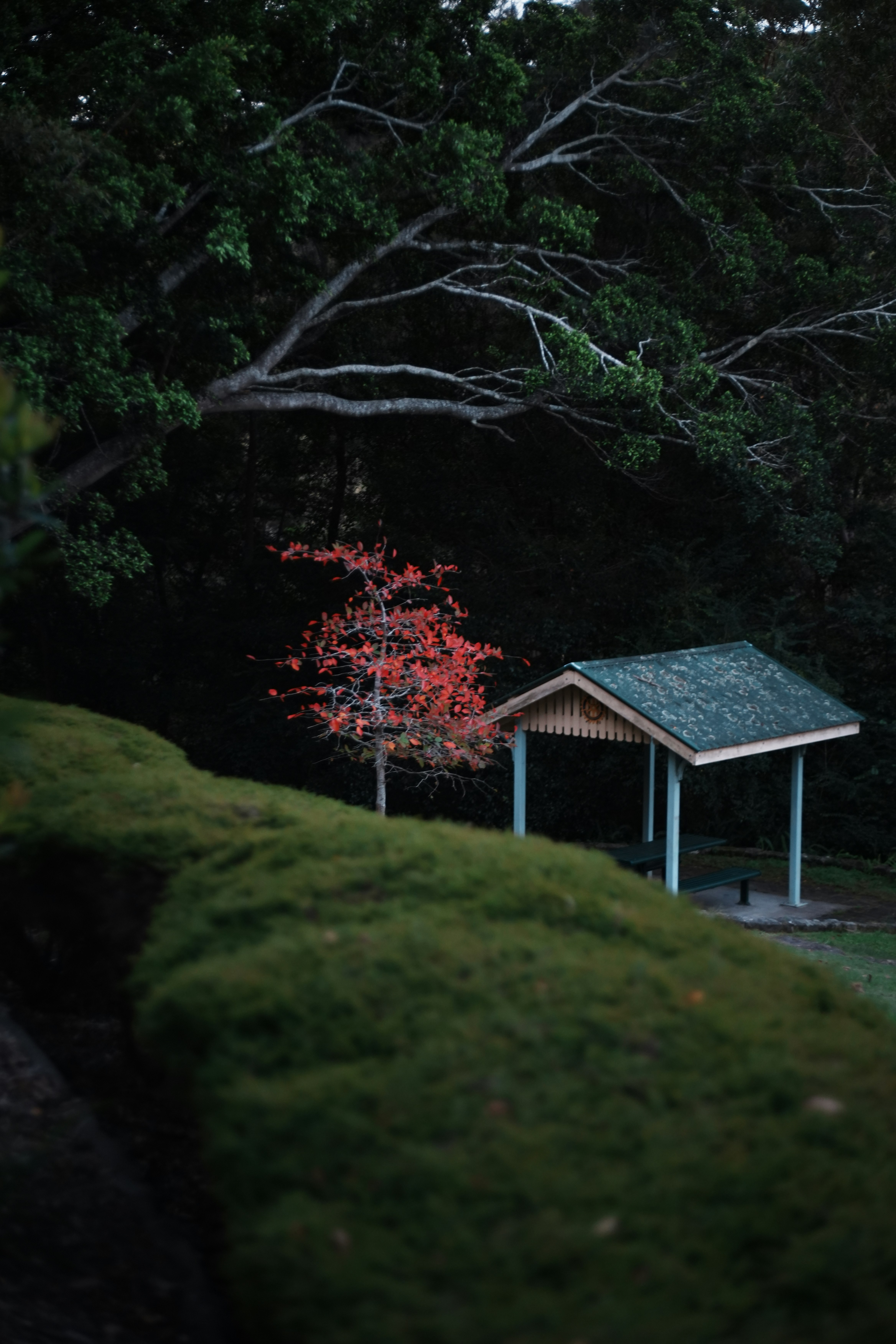 Red-leaved sapling beside a quiet shelter under a canopy of misty pines