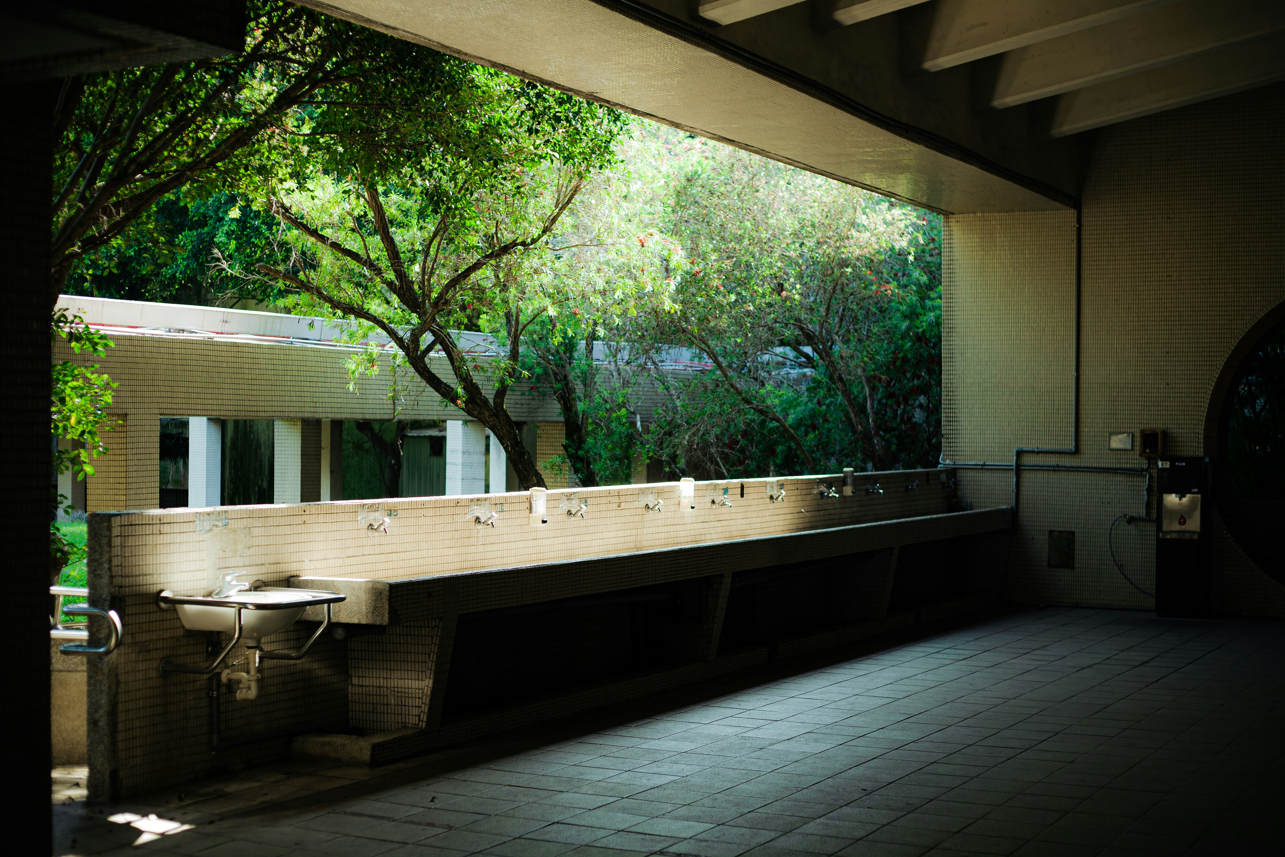 Quiet Corridor of Light Under the Canopy