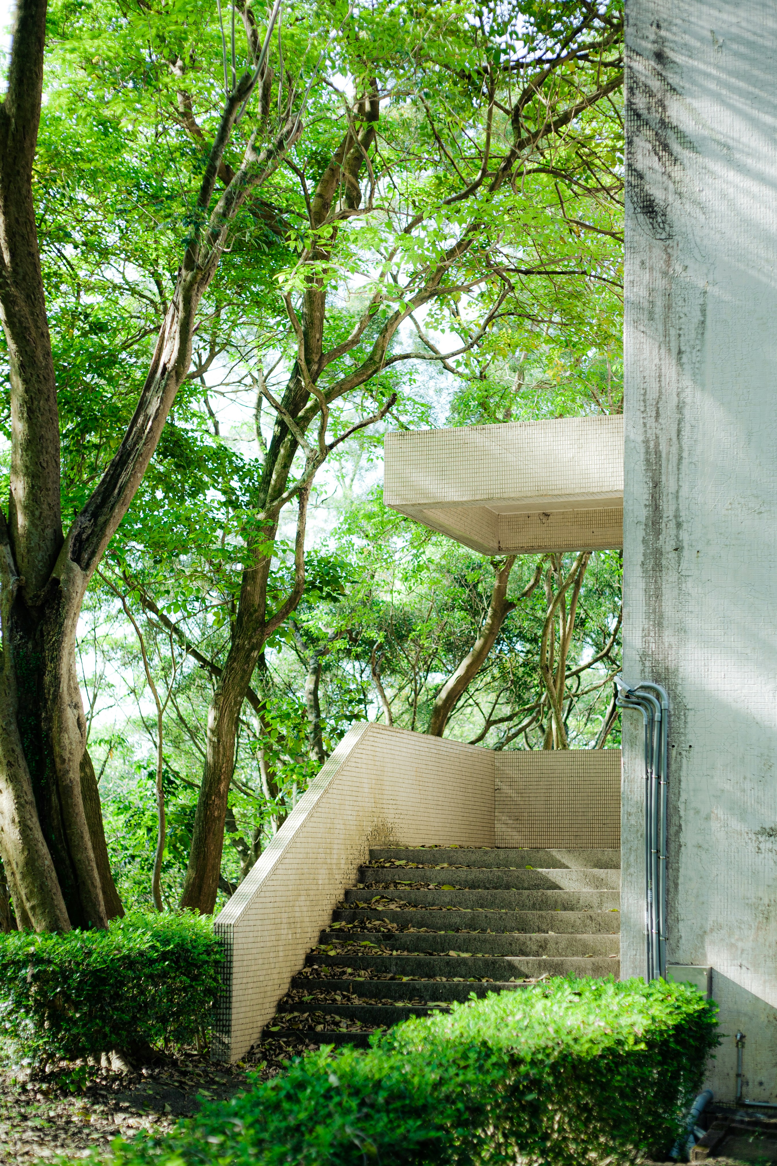 Sunlit Staircase Framed by Garden Tendrils
