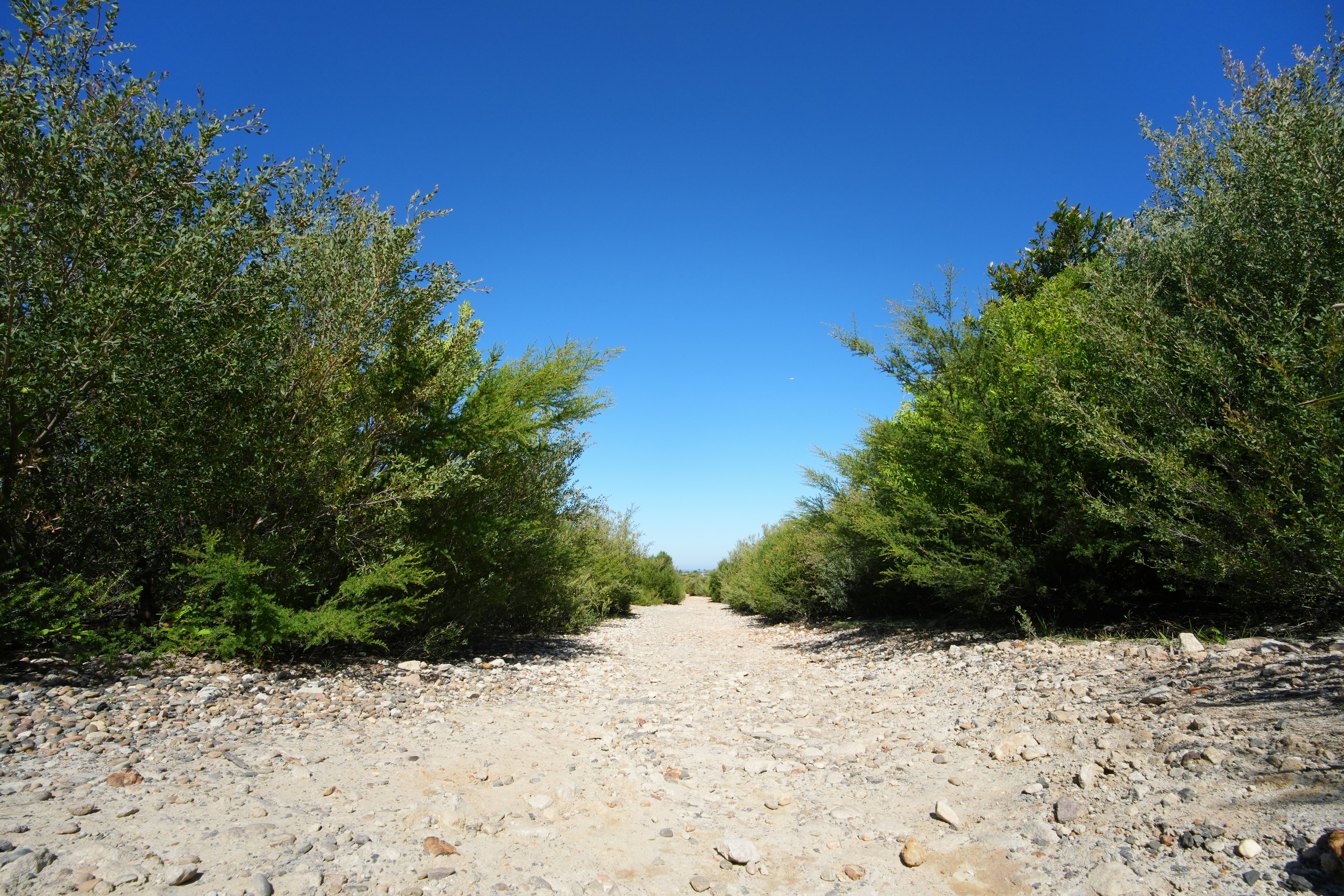 Dusty Path Through Sunlit scrub Leading to a Clear Horizon