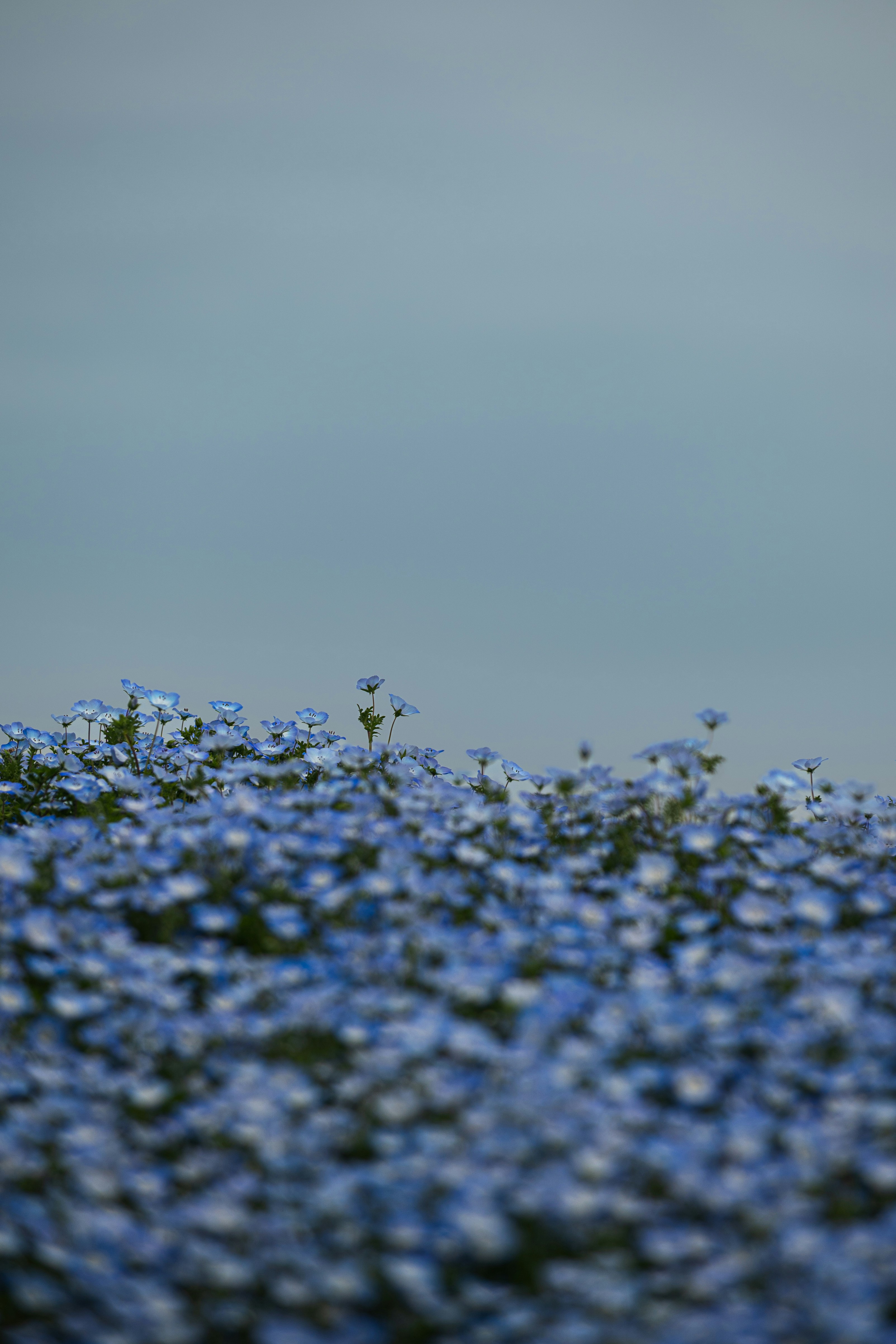 Blue Field at Dusk: A Quiet Horizon of Blooms