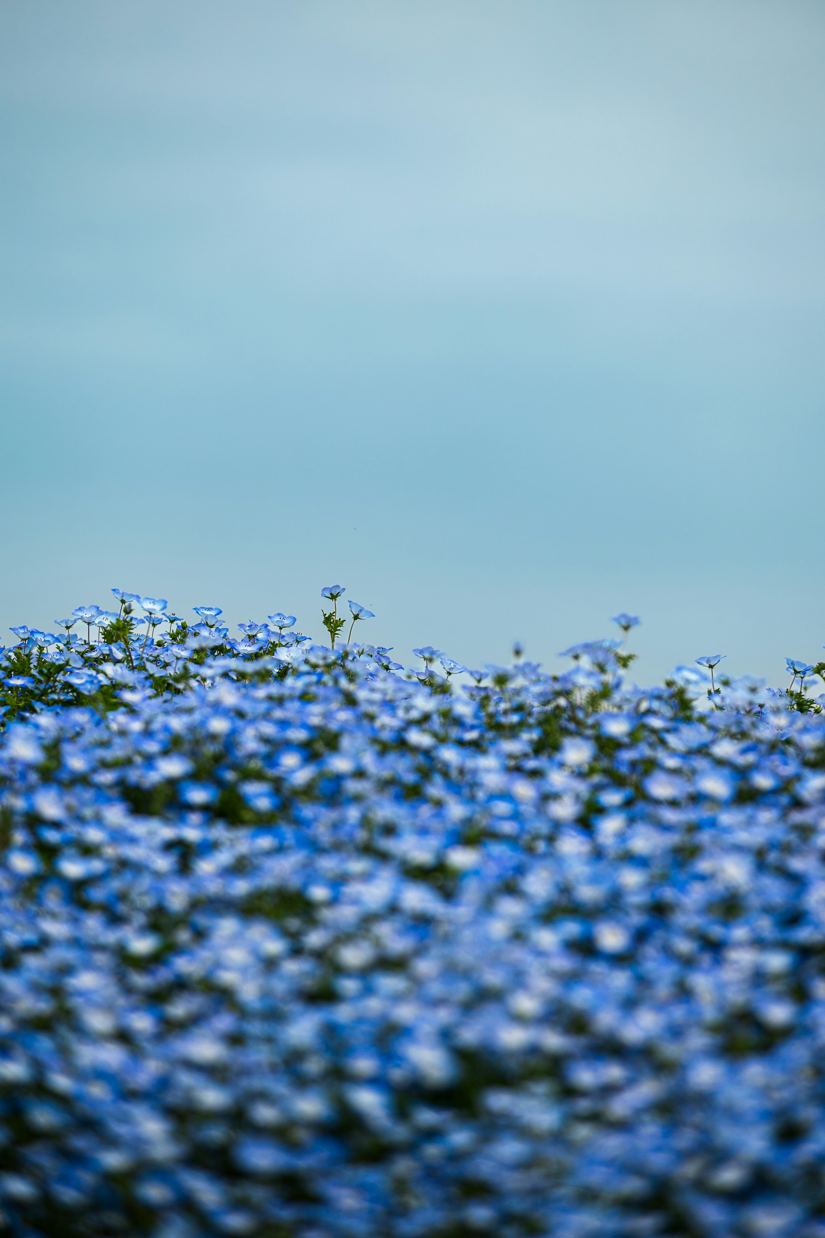 Field of Small Blue Bloomers under a Soft Sky