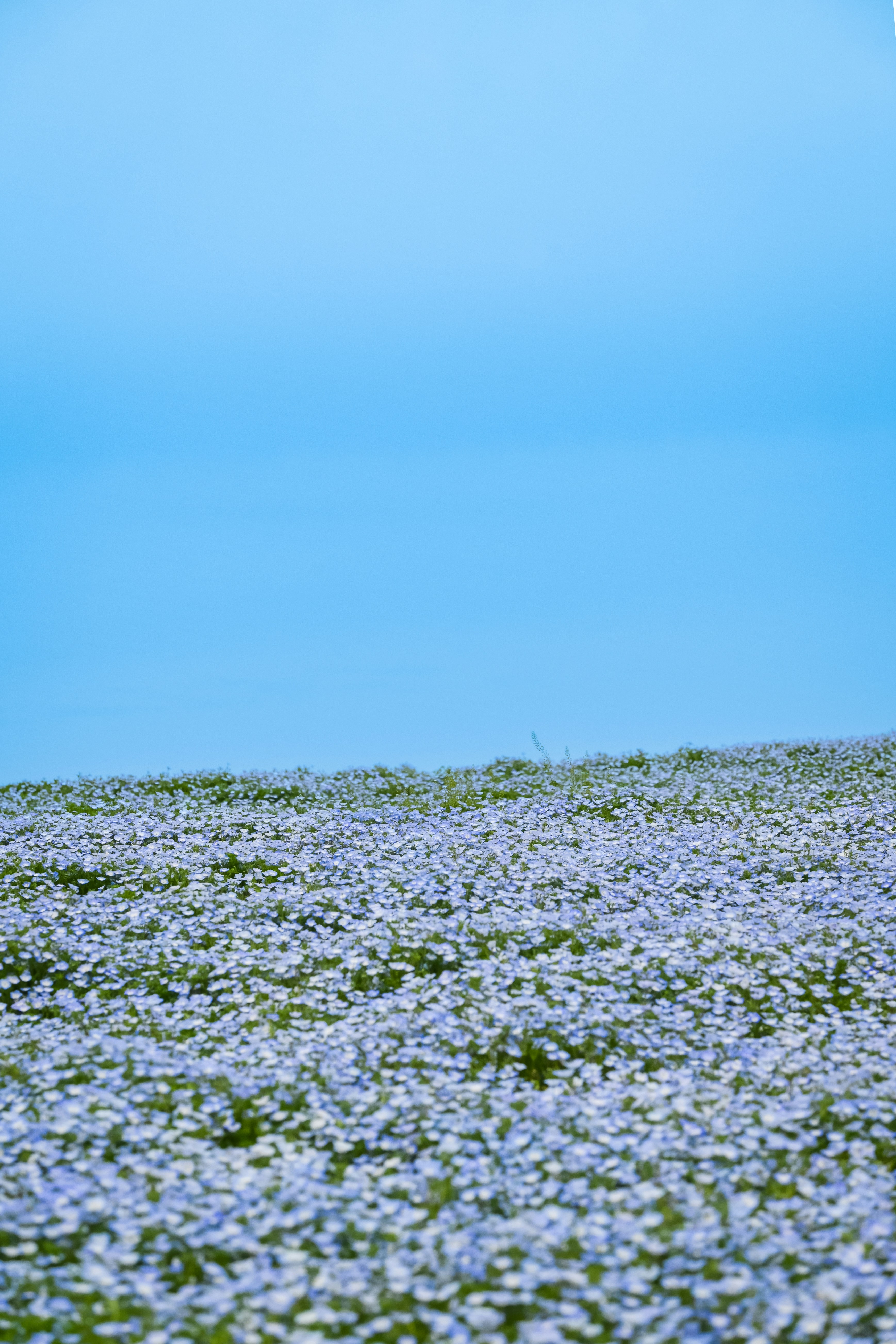 Sea of Tiny Blooms Under a Wide Blue Sky