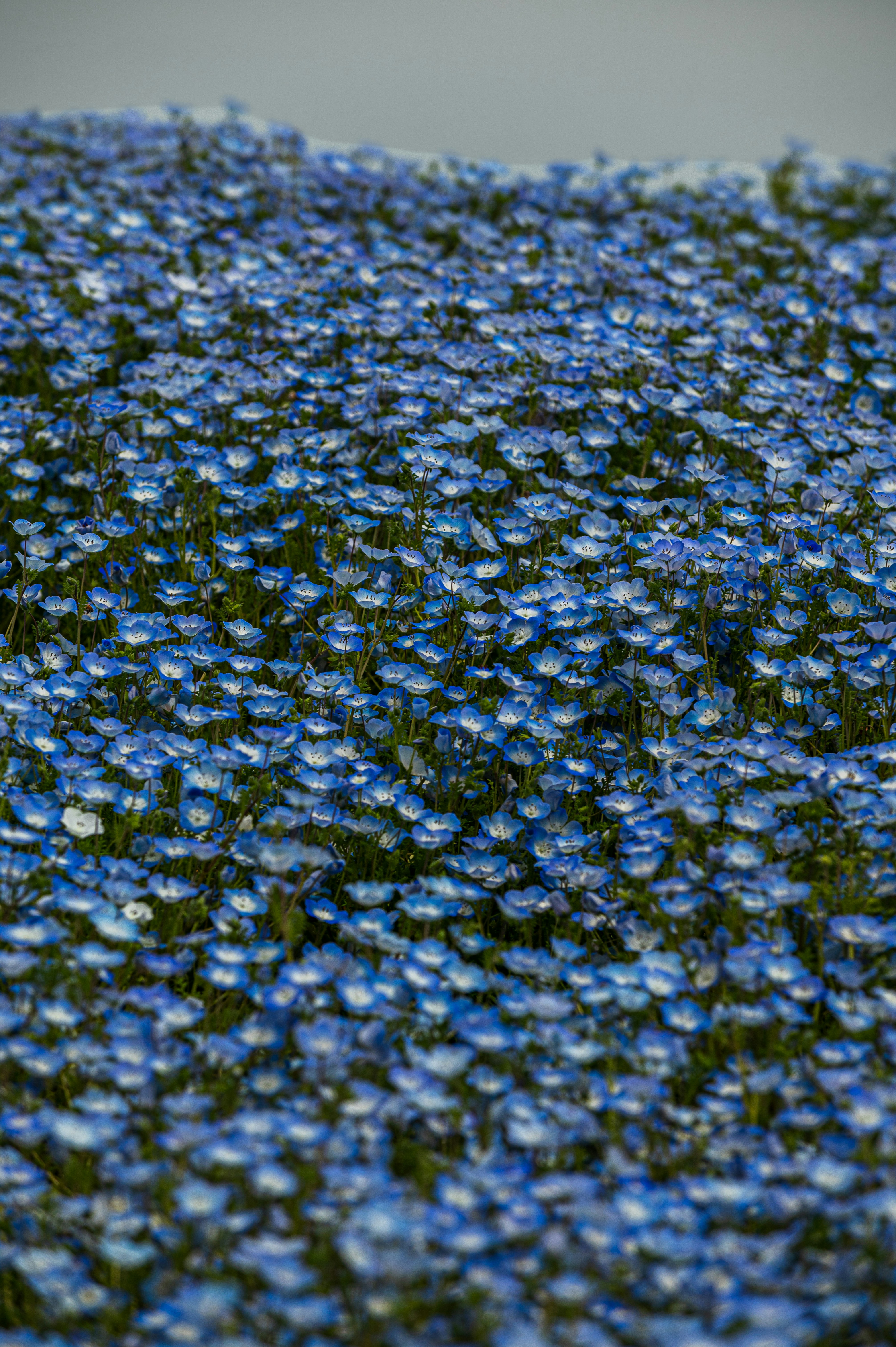 A Sea of Blue: Carpet of Forget-Me-Nots Cascades Across the Field
