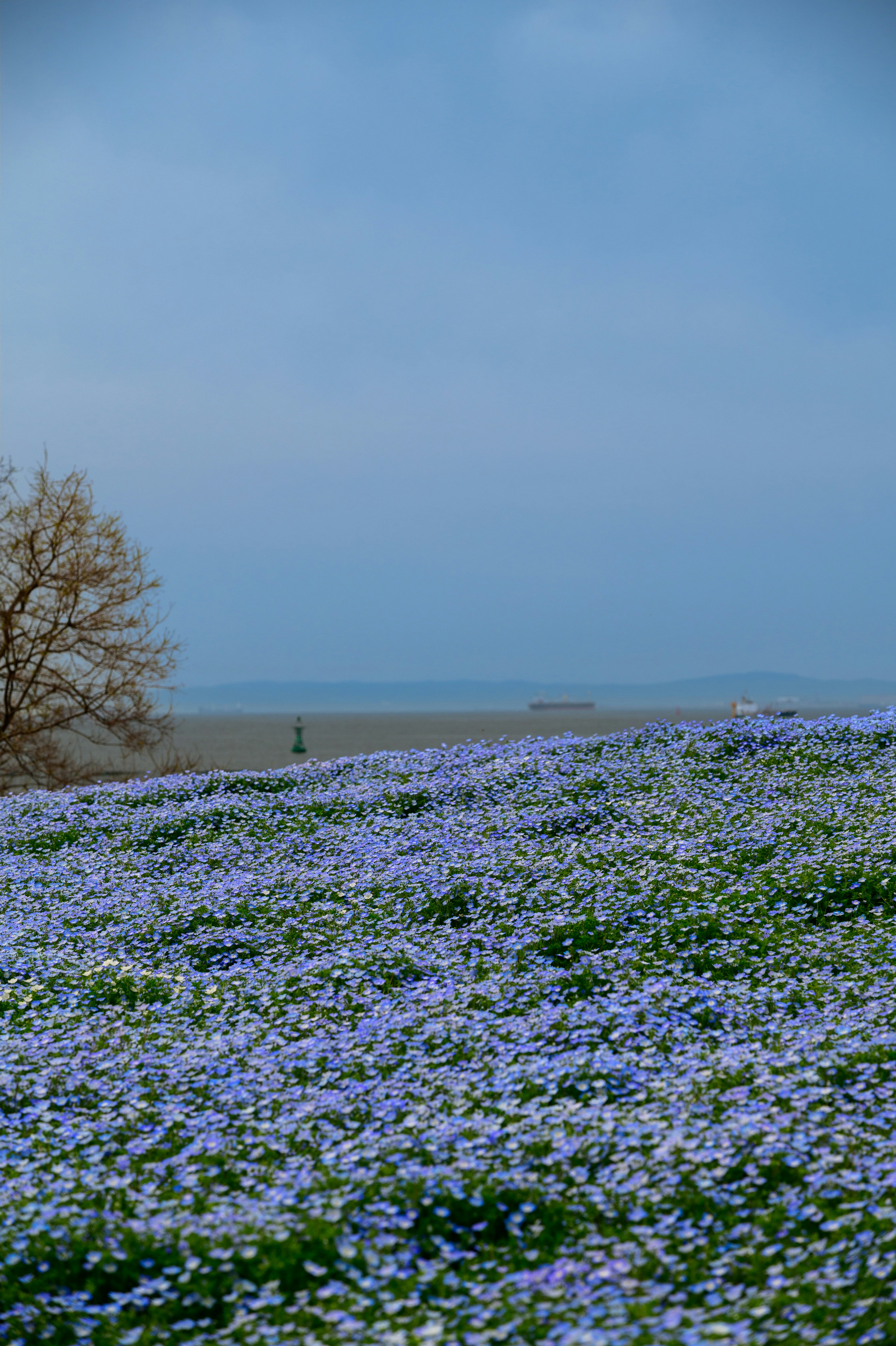 Blueflower Meadow at Distant Sea