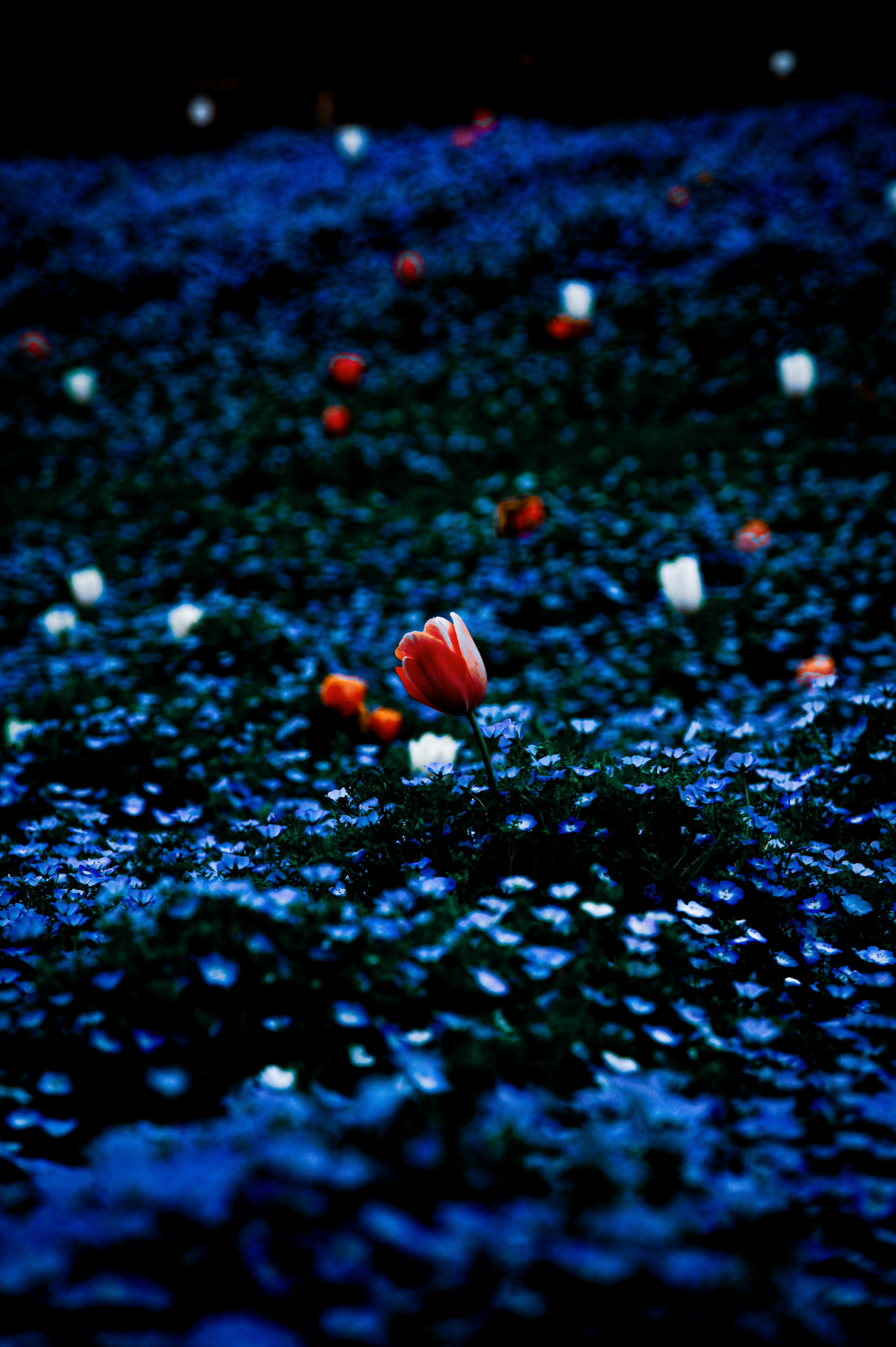 A Lone Red Tulip Standing Among Night-Blue Blooms