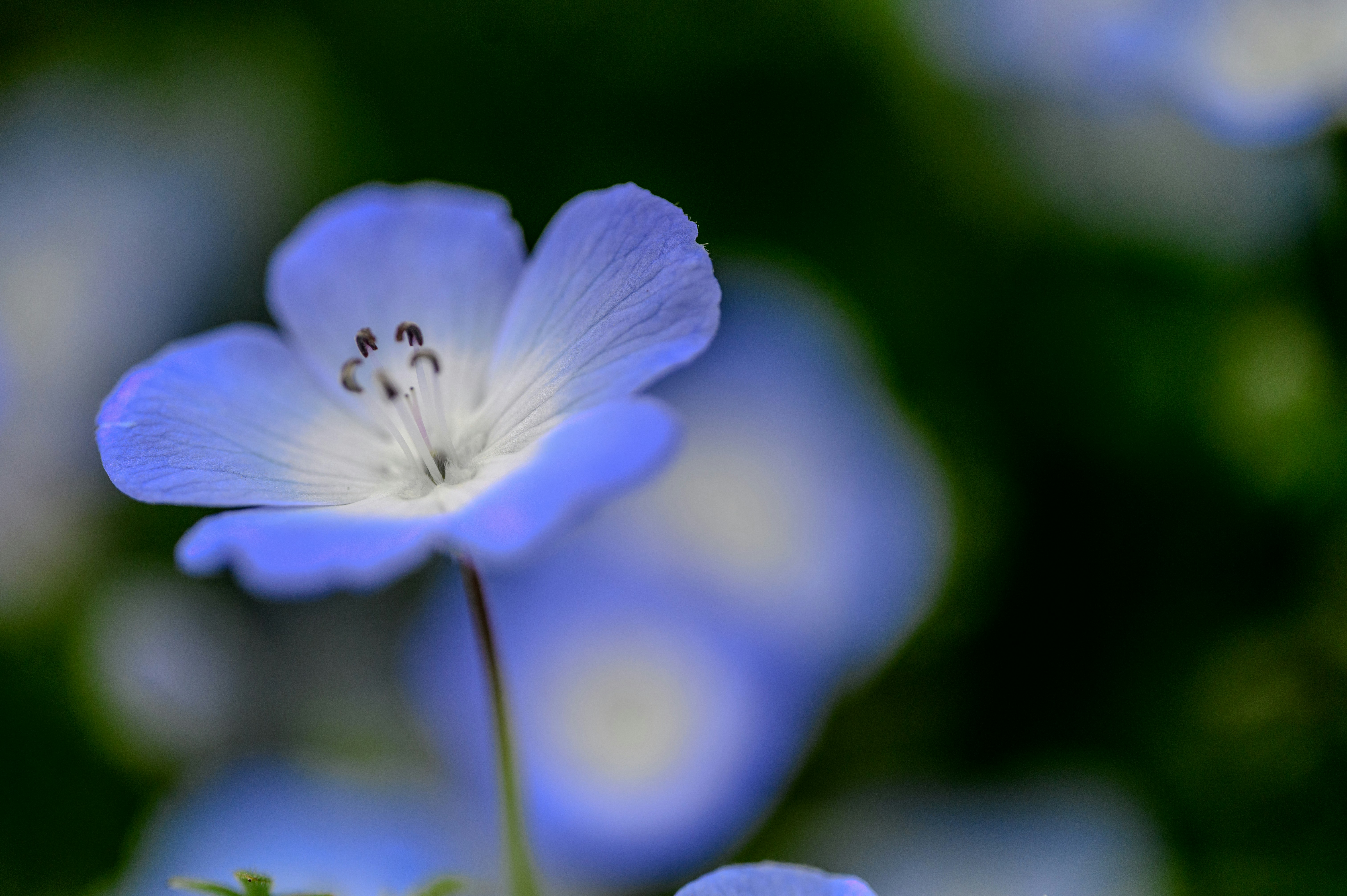 Blue Blooms in Soft Focus: A Delicate Petal Portrait