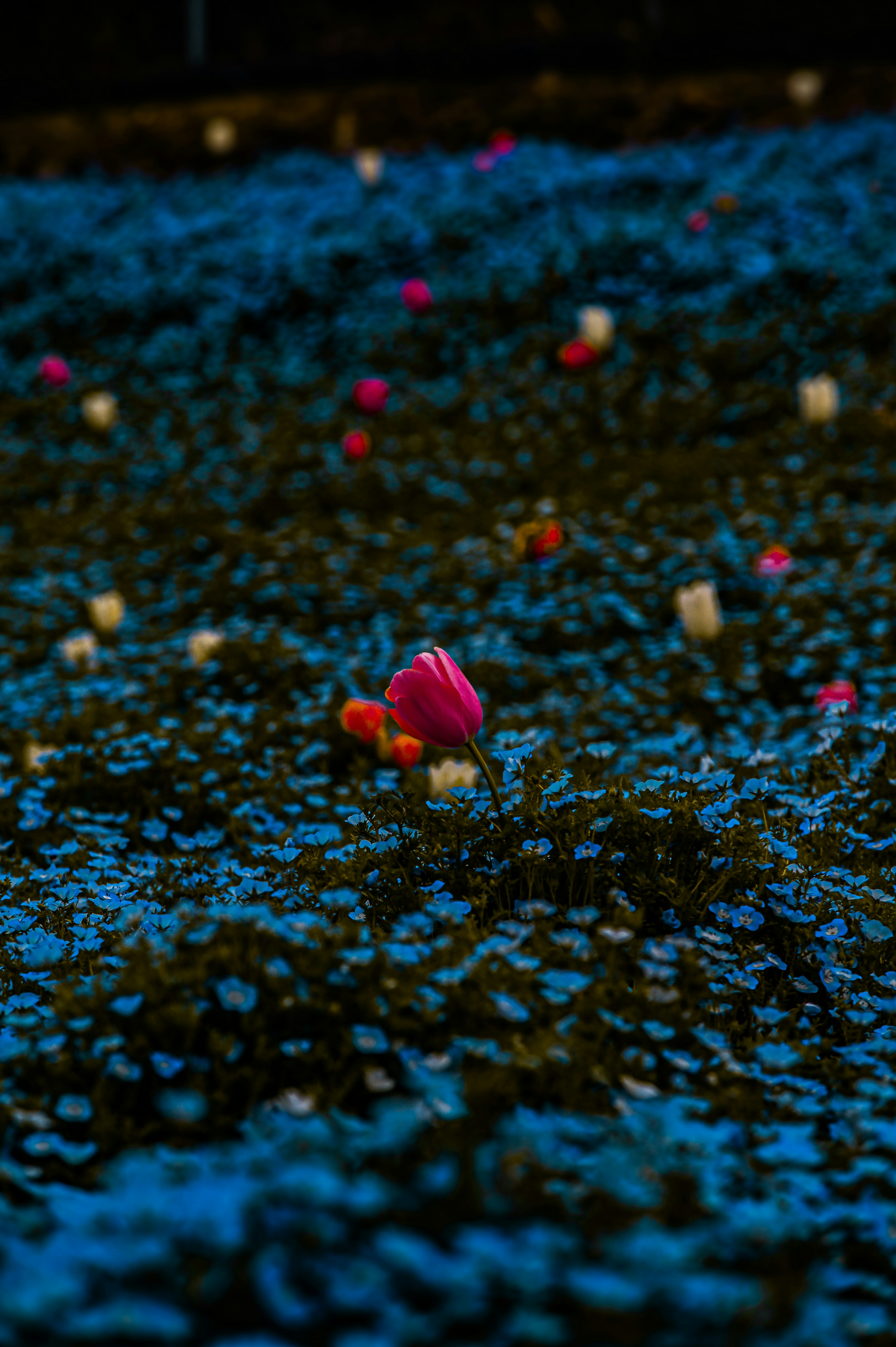 One Pink Tulip Standing Above a Sea of Blue
