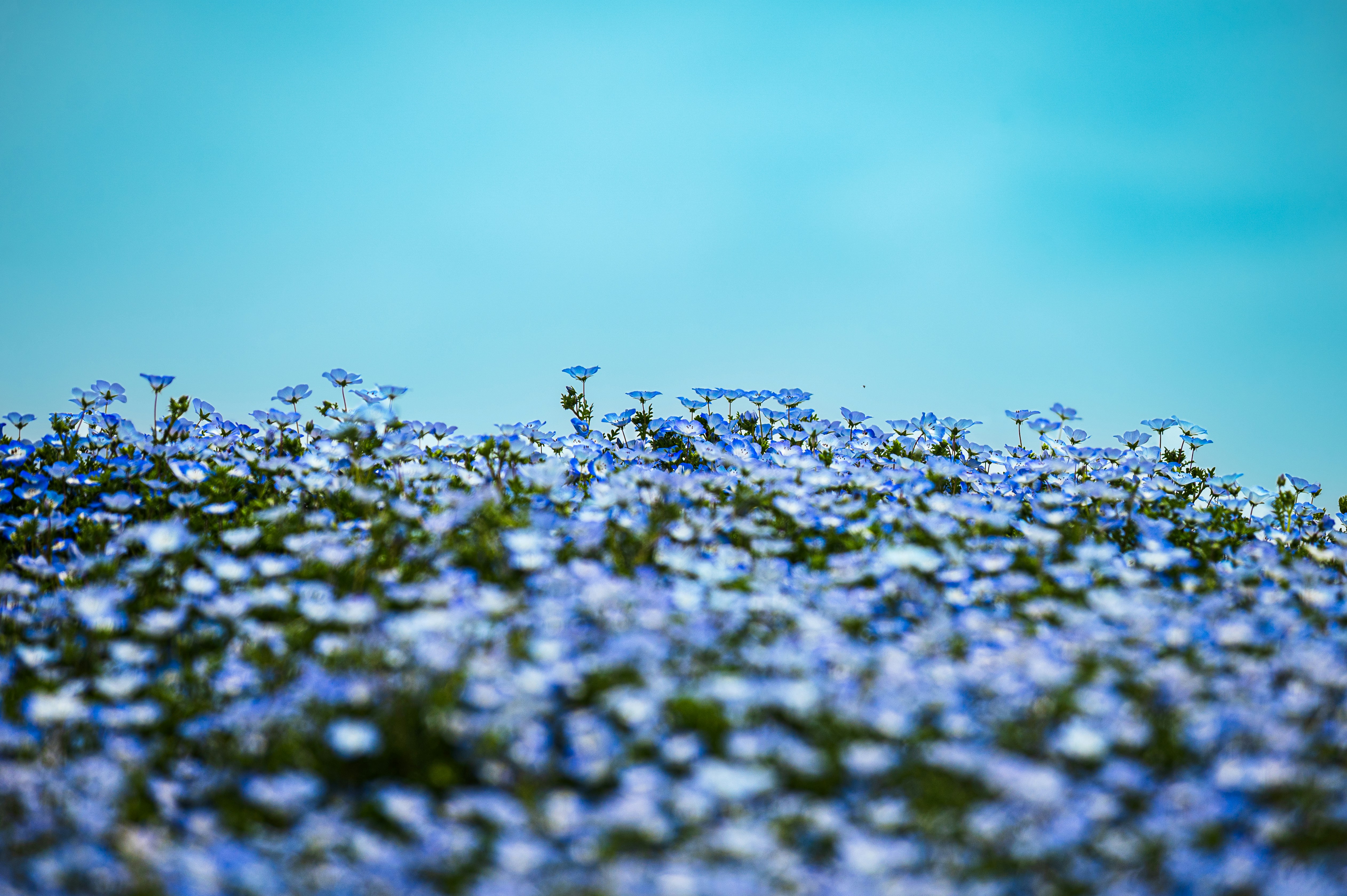 Blue Carpet in Bloom: A Field of Tiny Indigo Flowers Against a Clear Sky