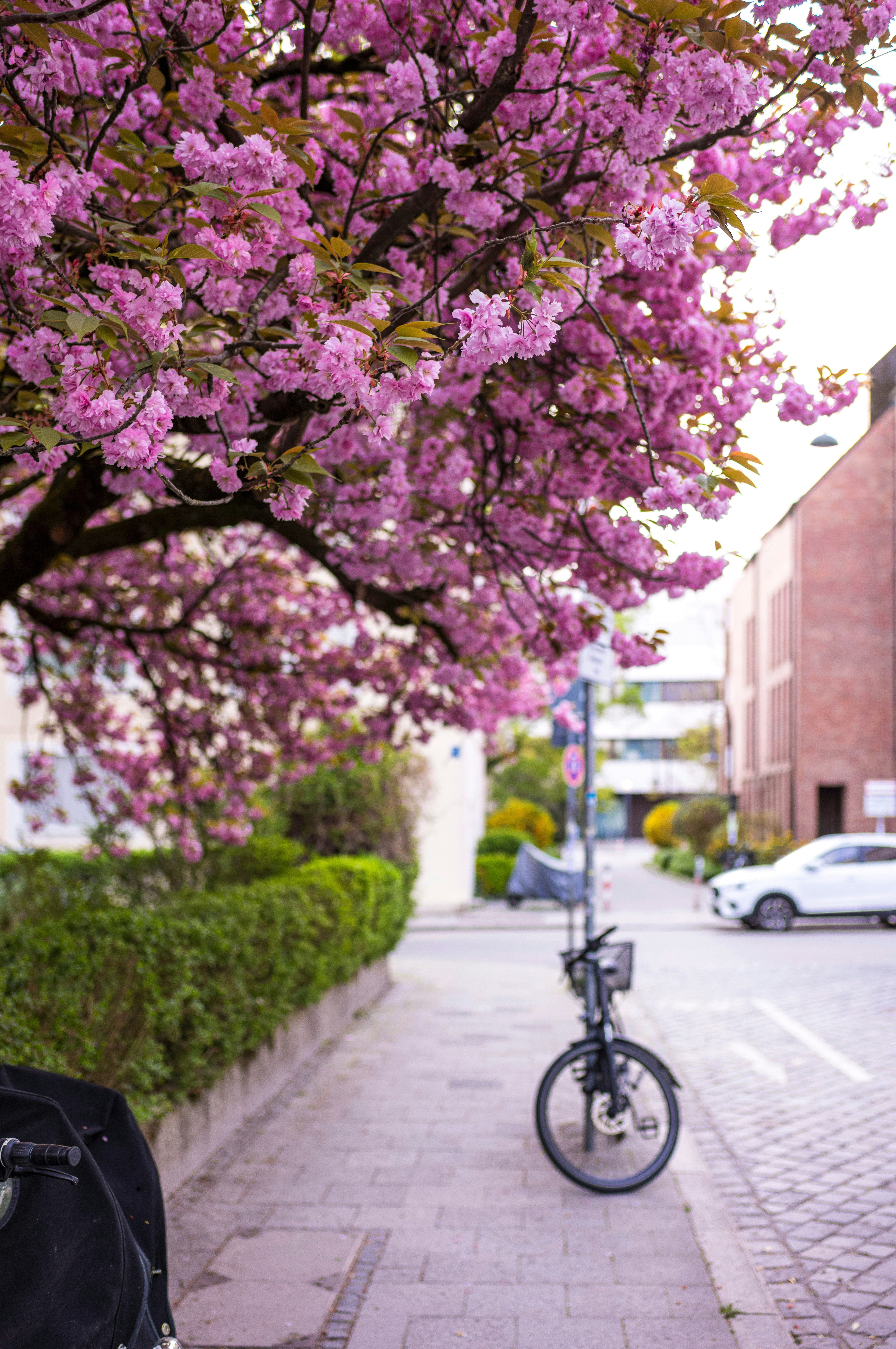Pink Blossom Street: A Bicycle Pauses Under Spring Canopy