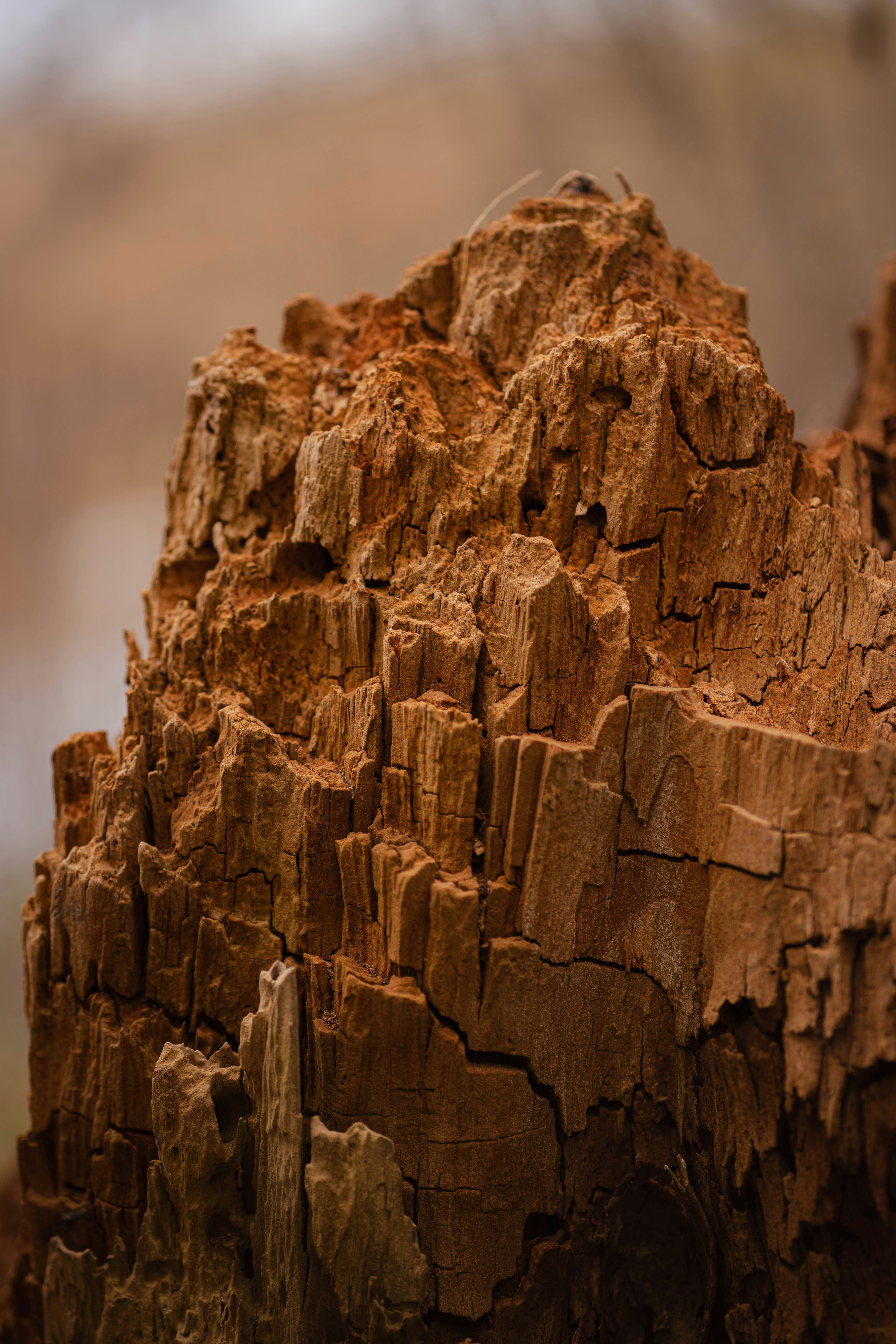 Craters of Time: Weathered Log with Deep Ridges