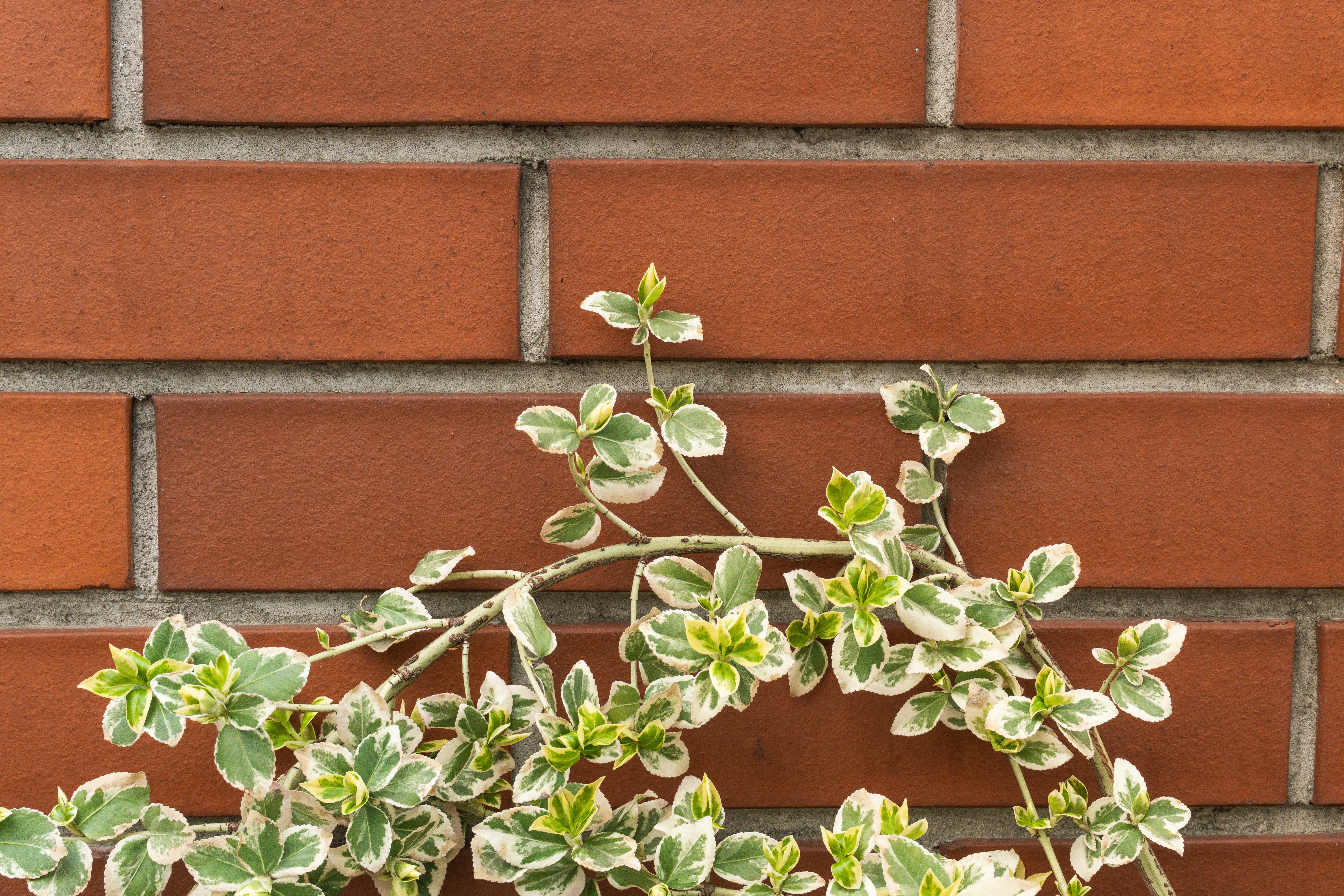 Trailing Variegated Creeper Reaching Against a Brick Canvas