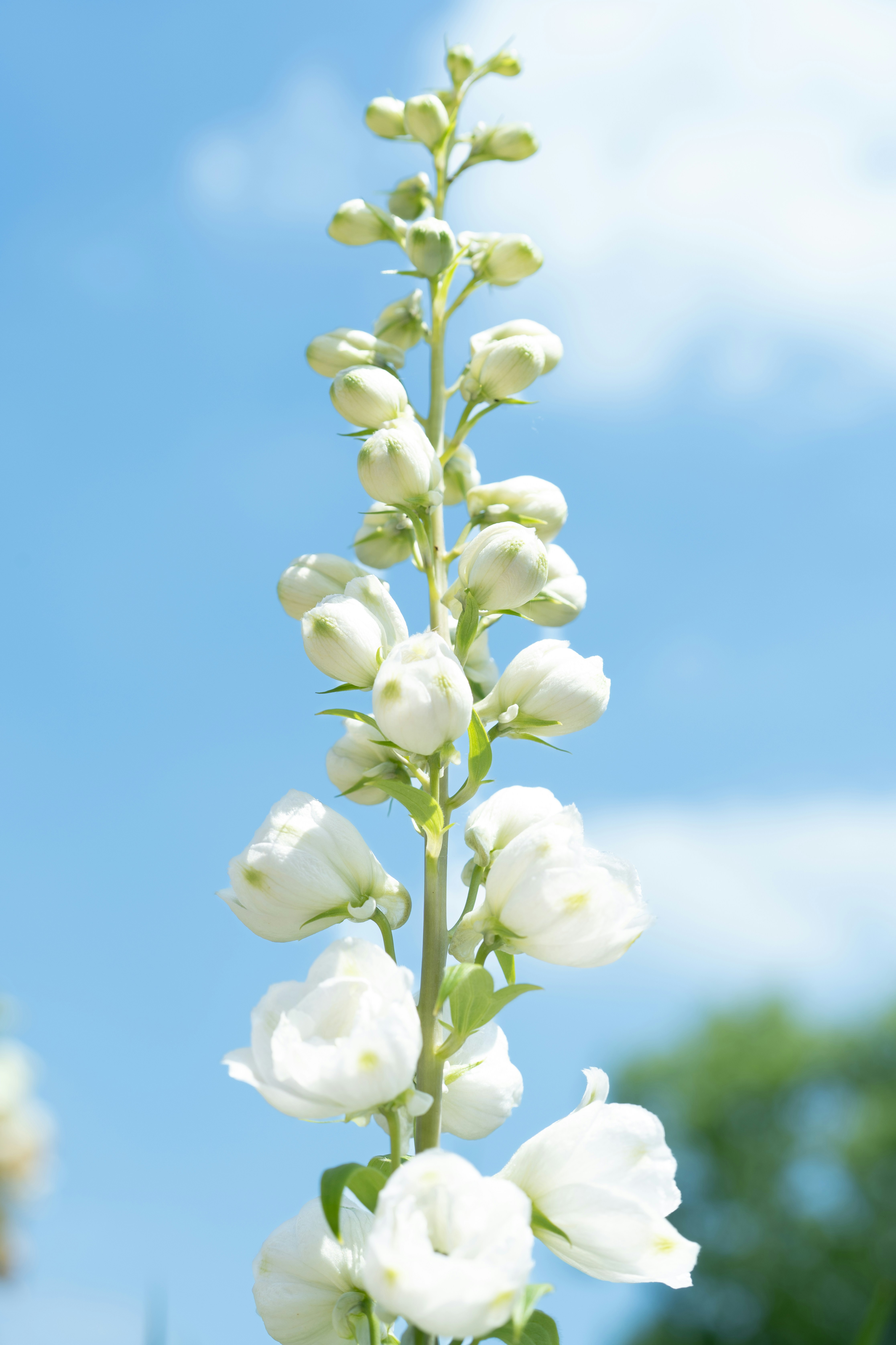 White Floral Spire Reaching Toward a Clear Blue Sky
