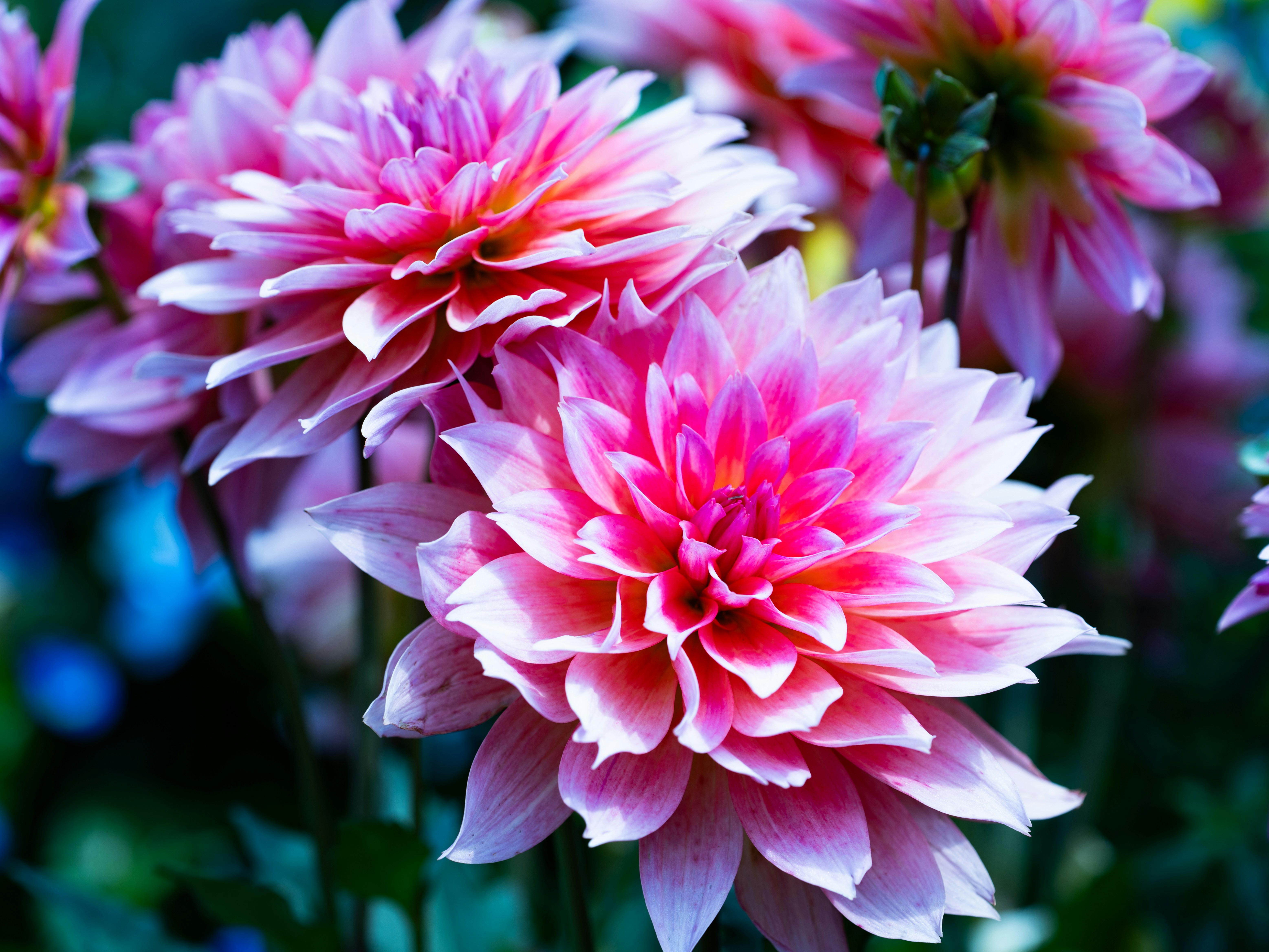 Pink Dahlias in Portrait Burst