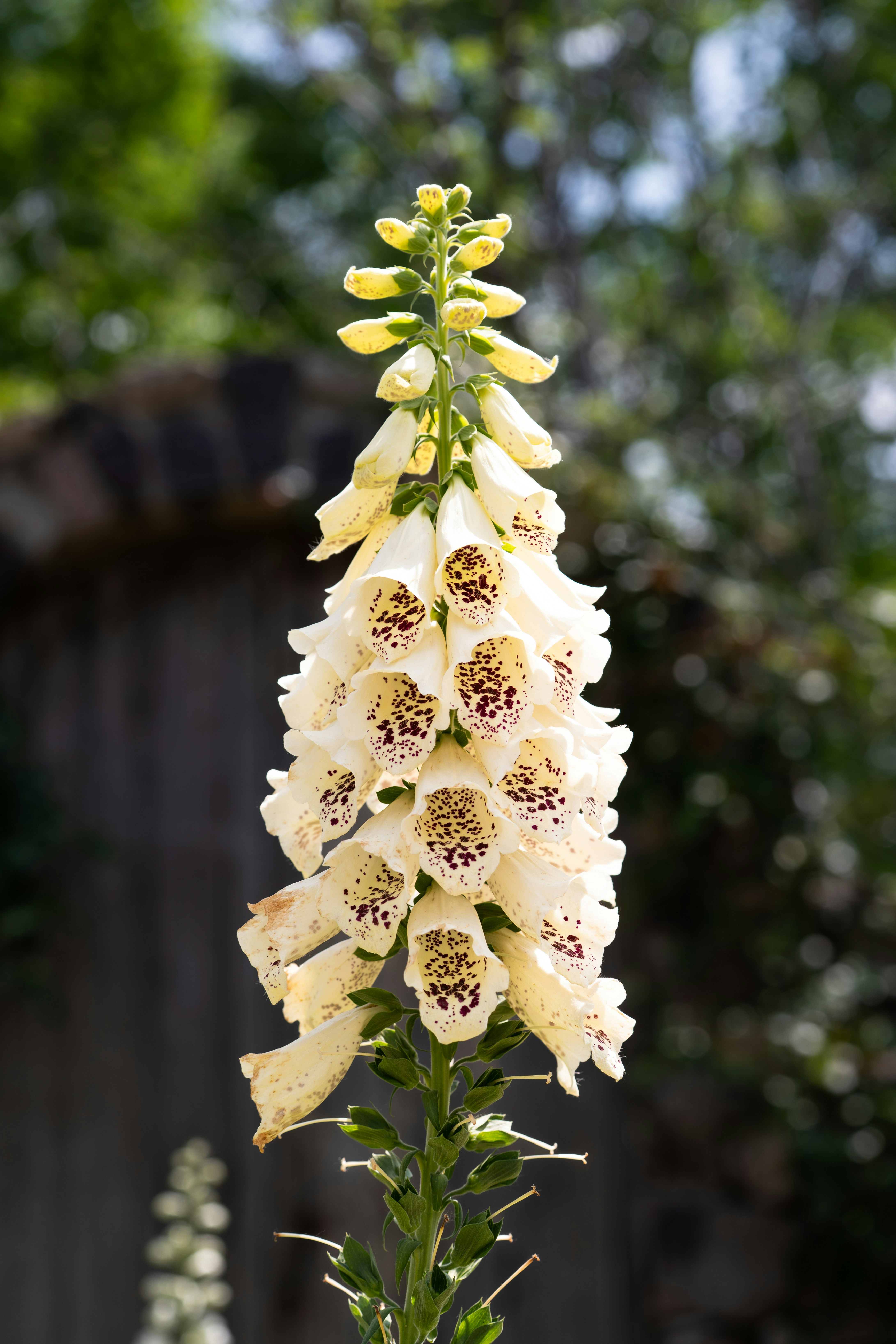 A tall yellow foxglove standing gracefully in natural light, with soft bokeh background enhancing its elegant structure.