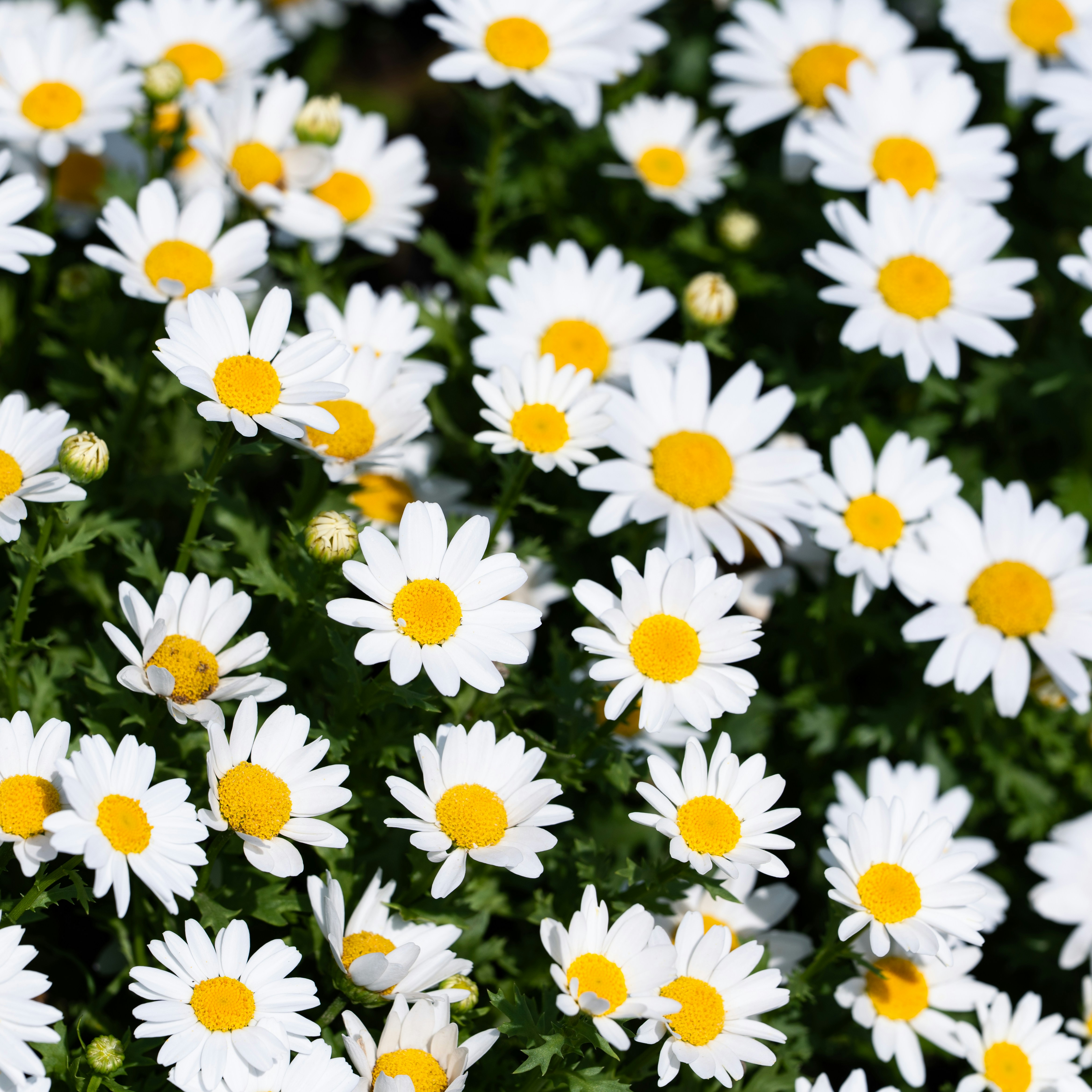Daisy Field in Sunlit Symphony