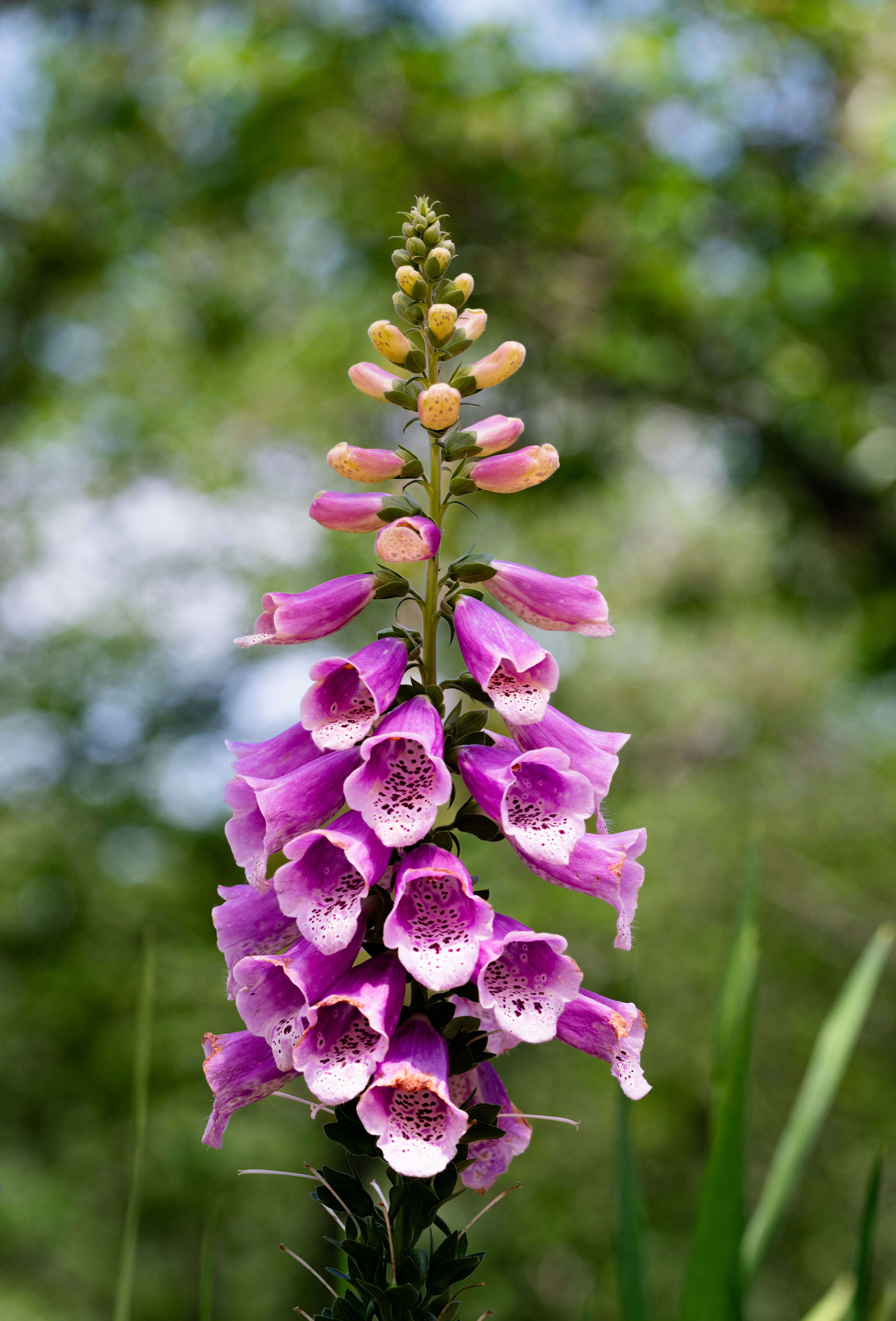 Purple Bellflower Spike Reaching Toward a Dappled Sky