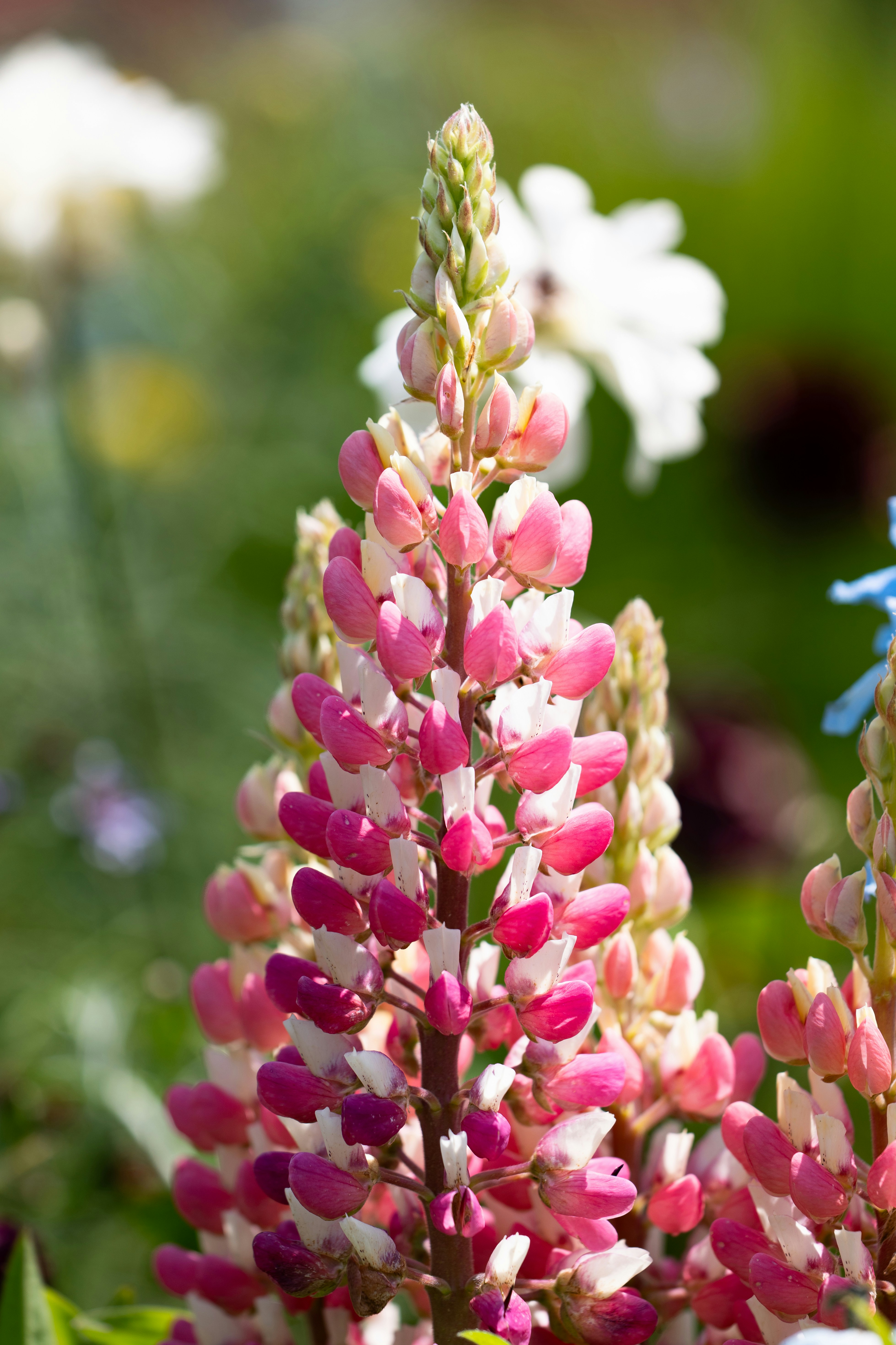 Pink Lupine Cascade in a Sunlit Garden