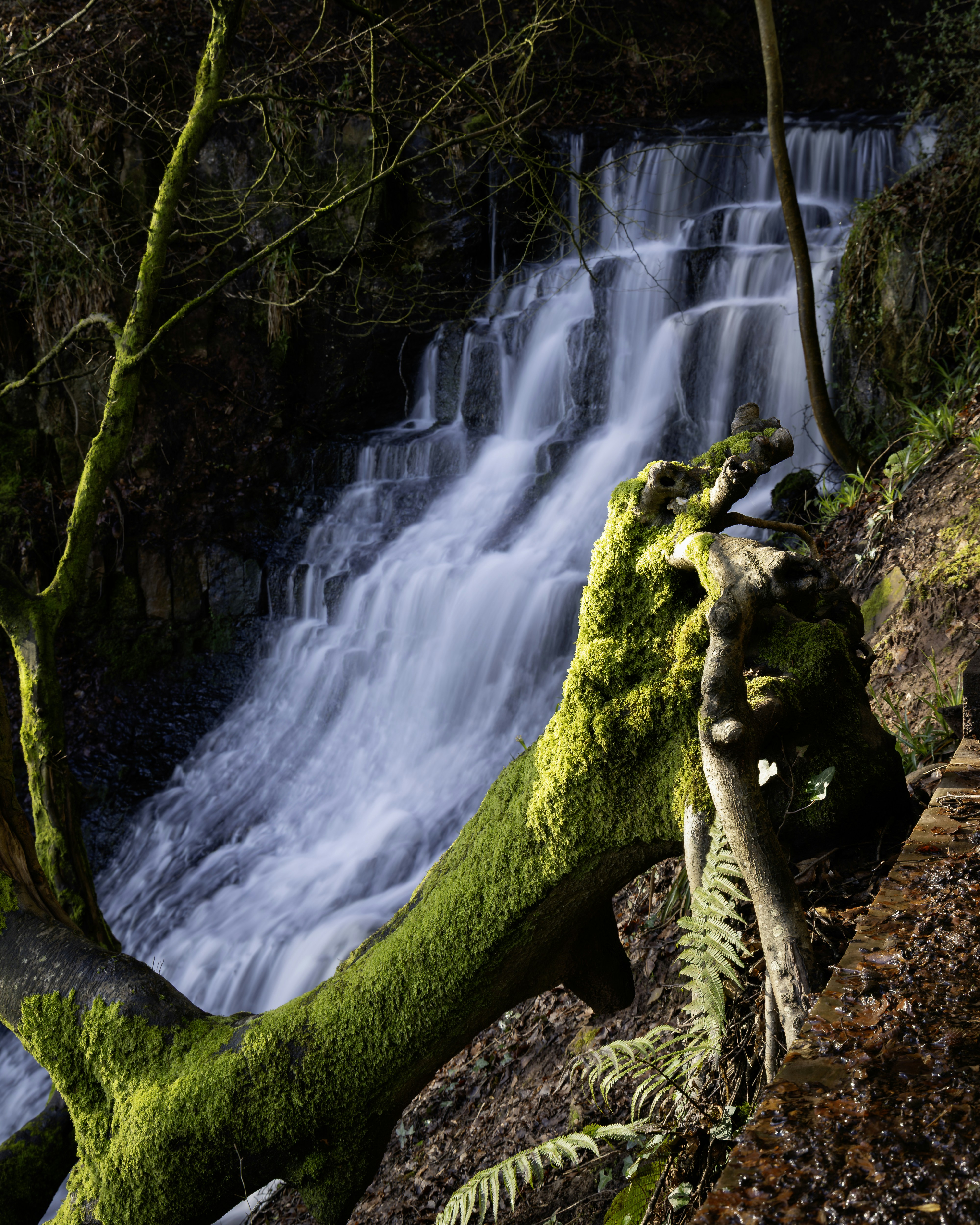 Verdant Moss-Guarded Cascade: A Fallen Trunk Amid a Whispering Falls
