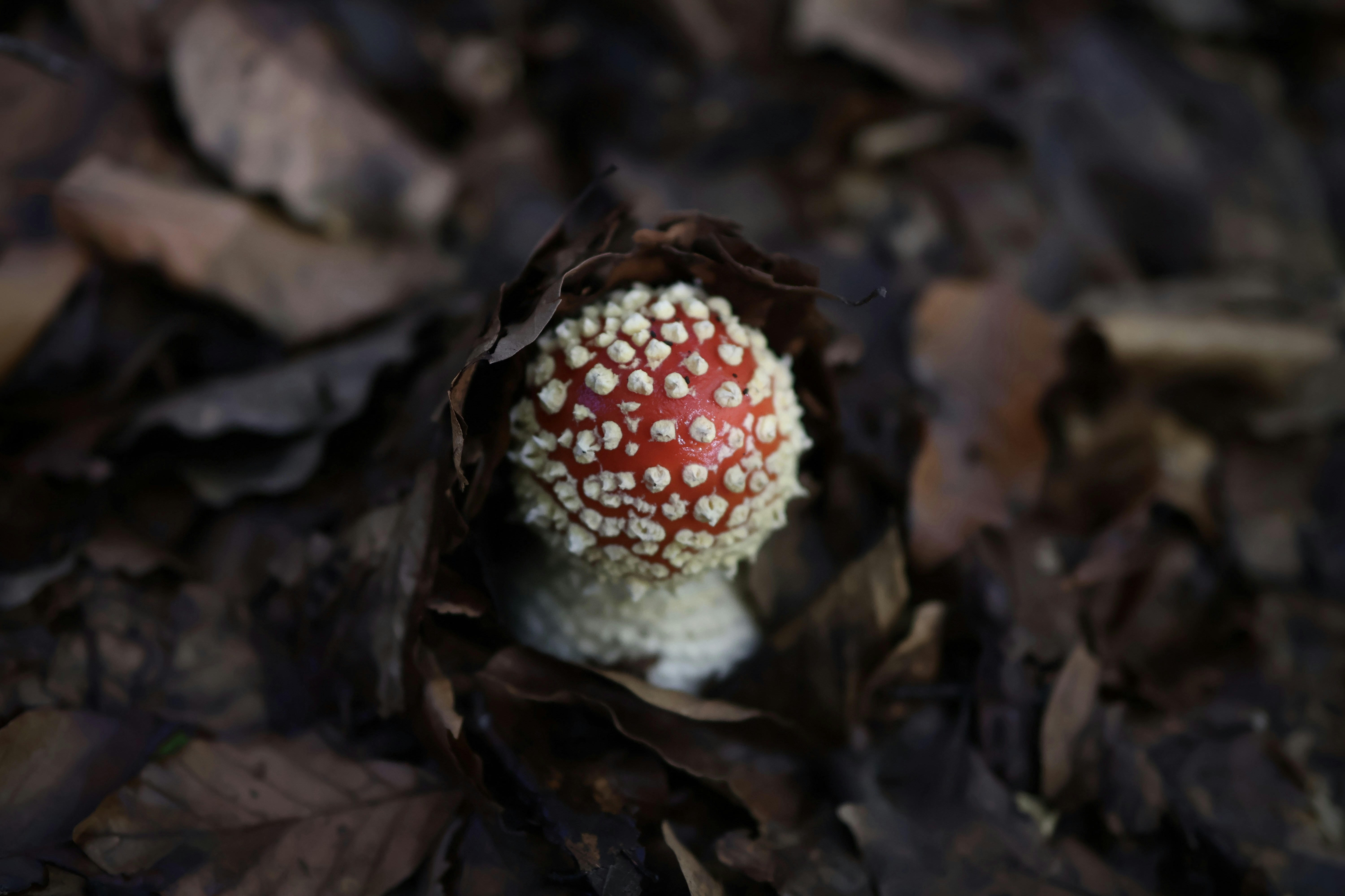 Red Mushroom Crown Among Fallen Leaves