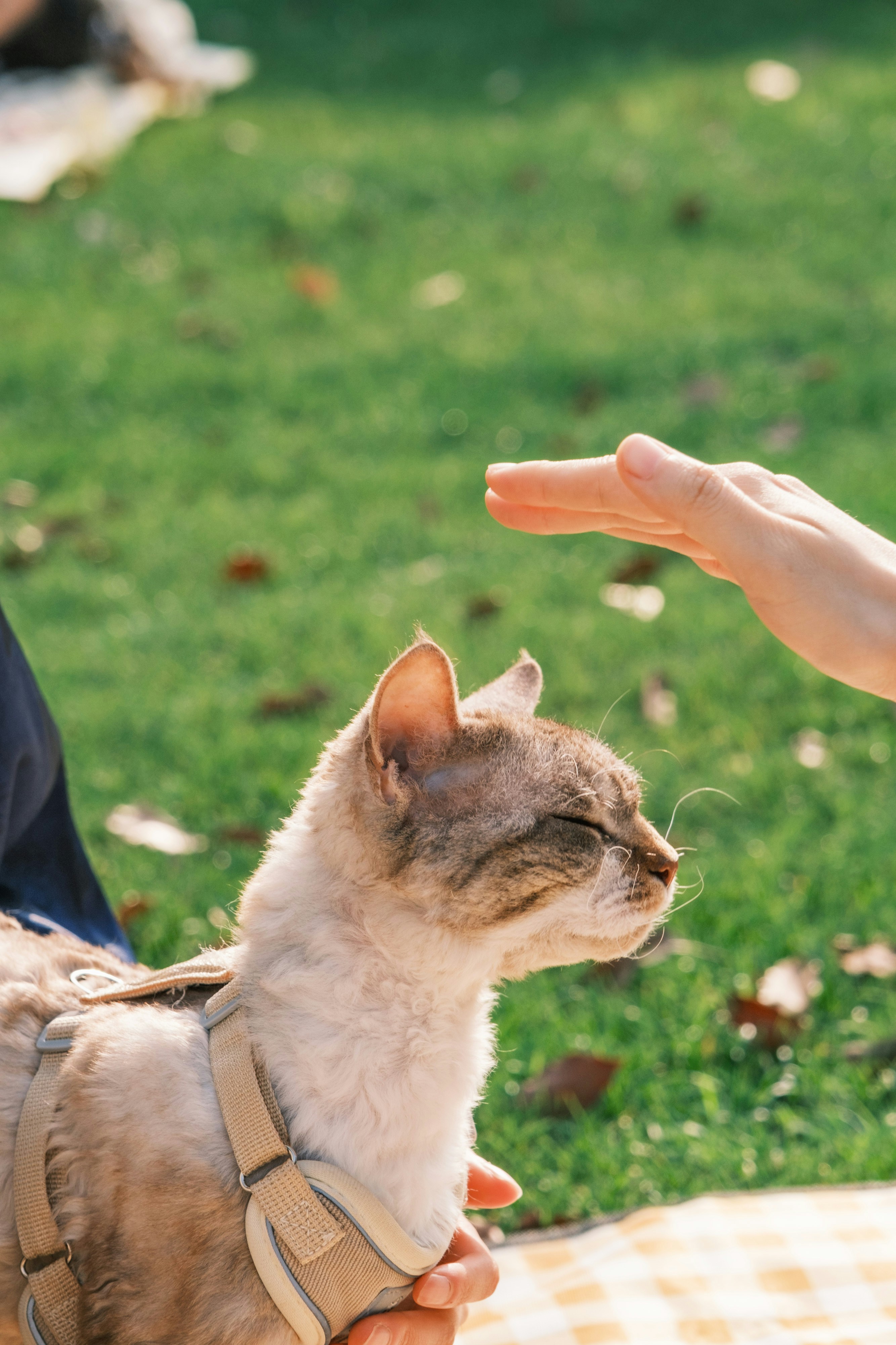 Gentle Pause: A Hand and a Cat Meeting in Golden Afternoon Light