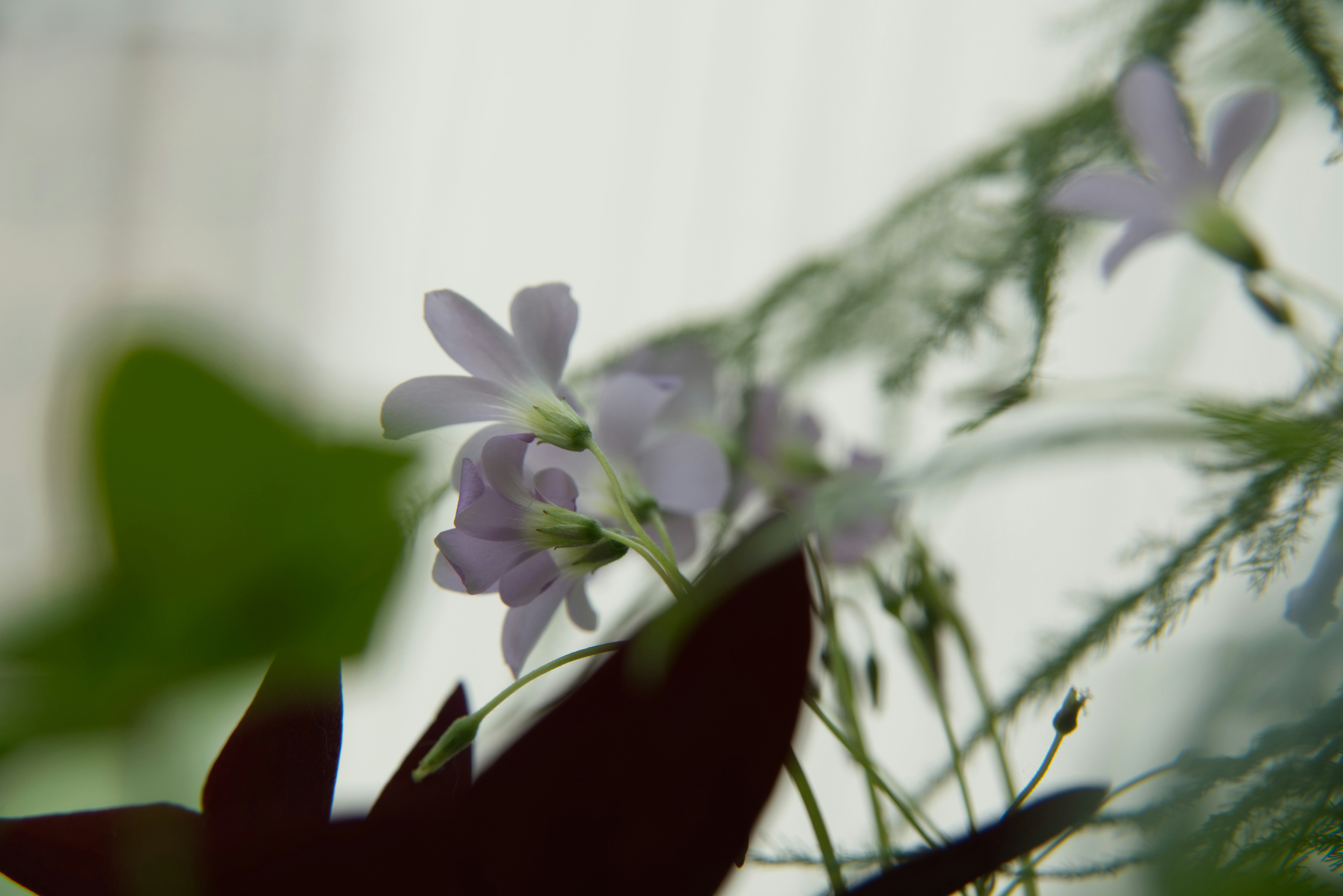 Gentle Blooms in Soft Backlight
