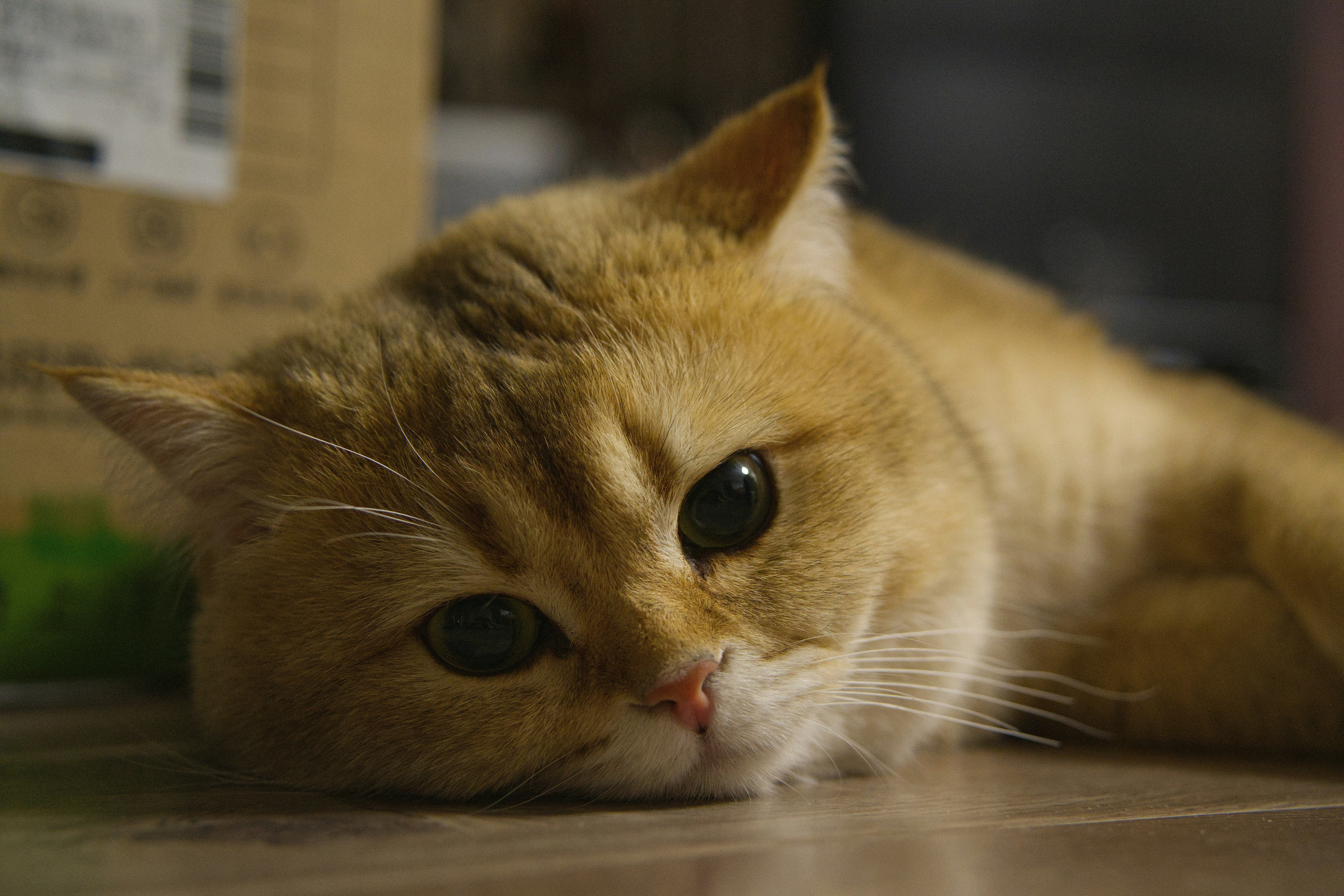 Hush of a Sleepy Gaze: A Golden Cat Resting on the Floor