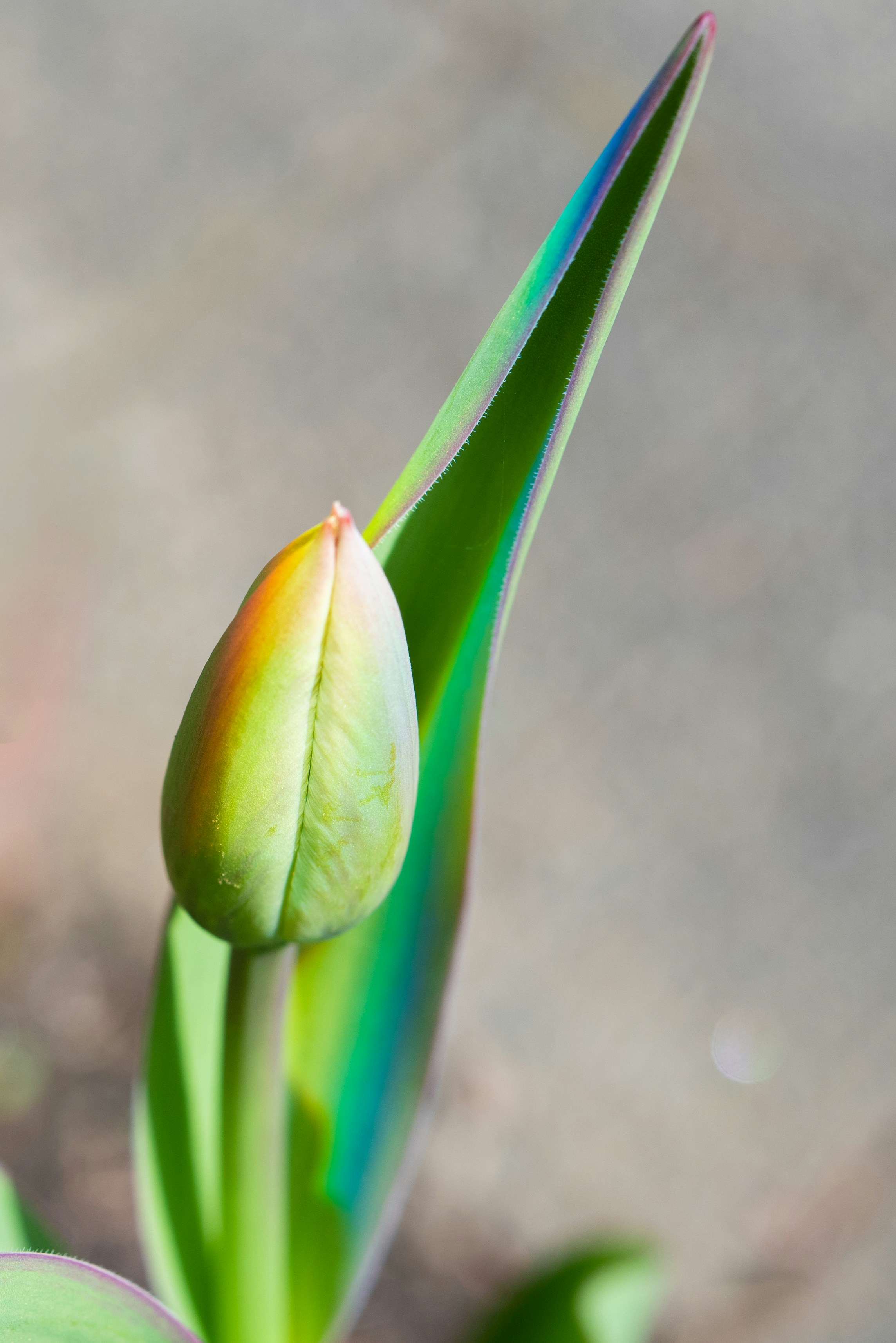 Emerging Tulip Bud: A Quiet Portrait of Growth
