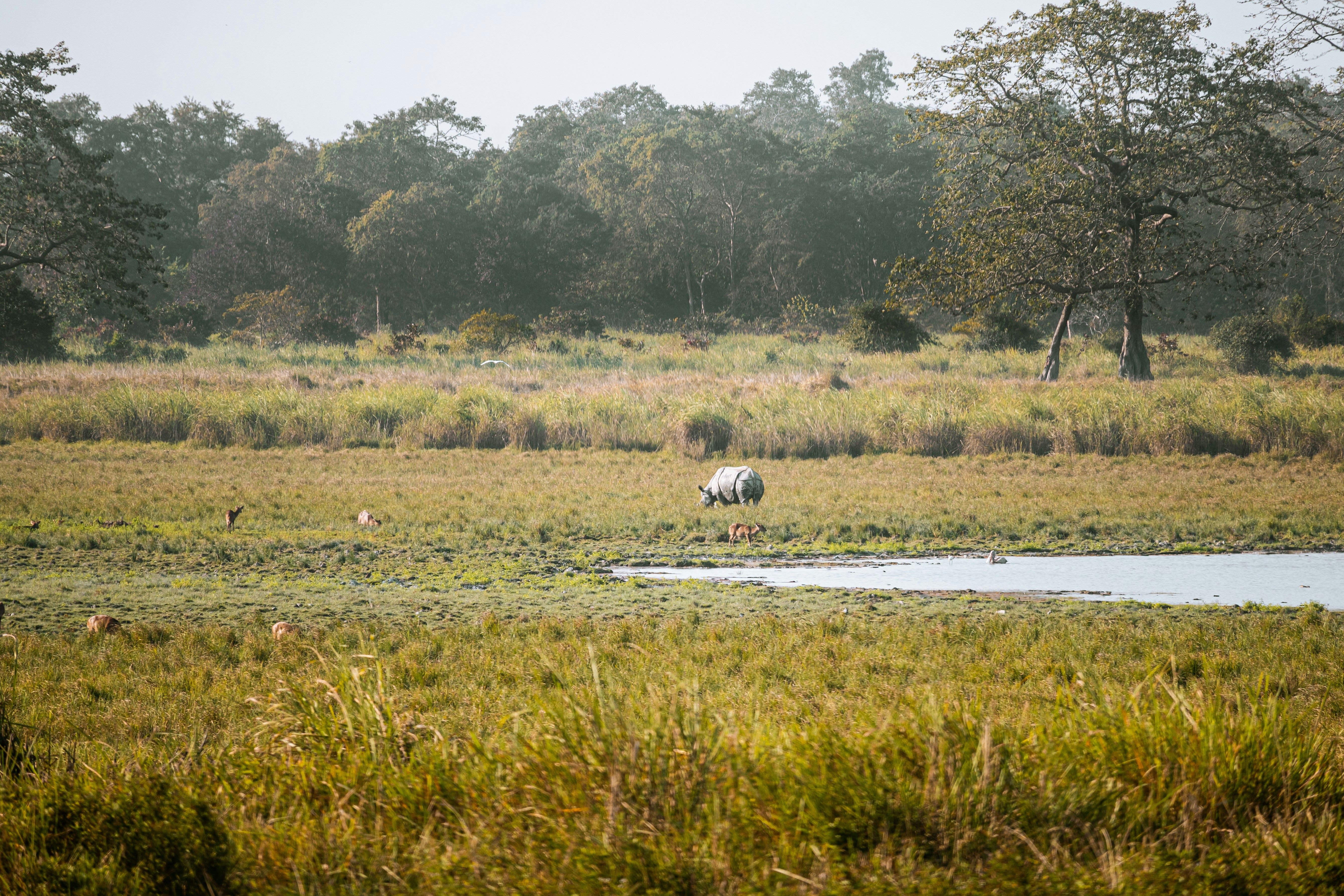 Hunger in the Grassland: A lone Zebra by the Waterline