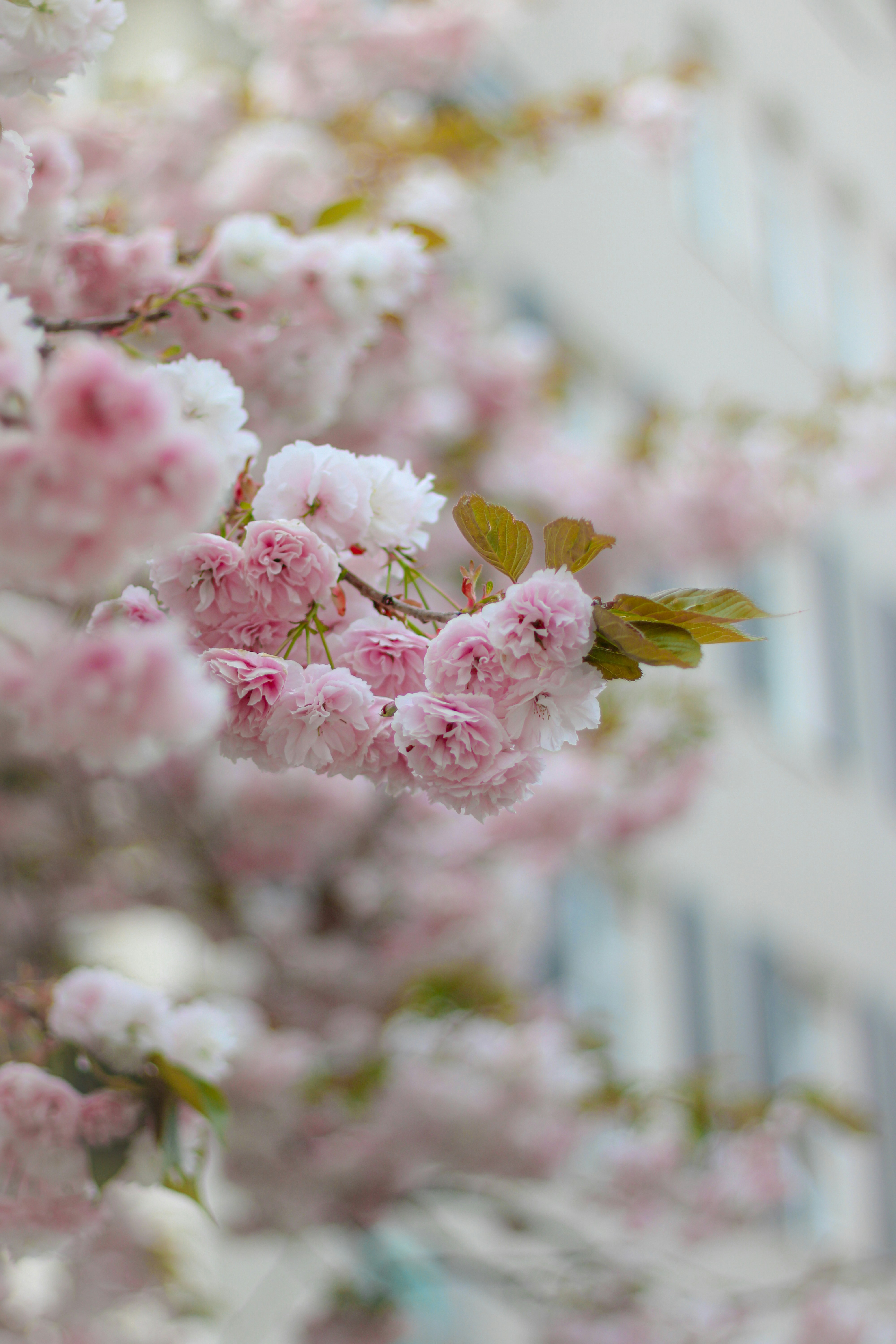 Soft pastel blooms against a blurred urban backdrop