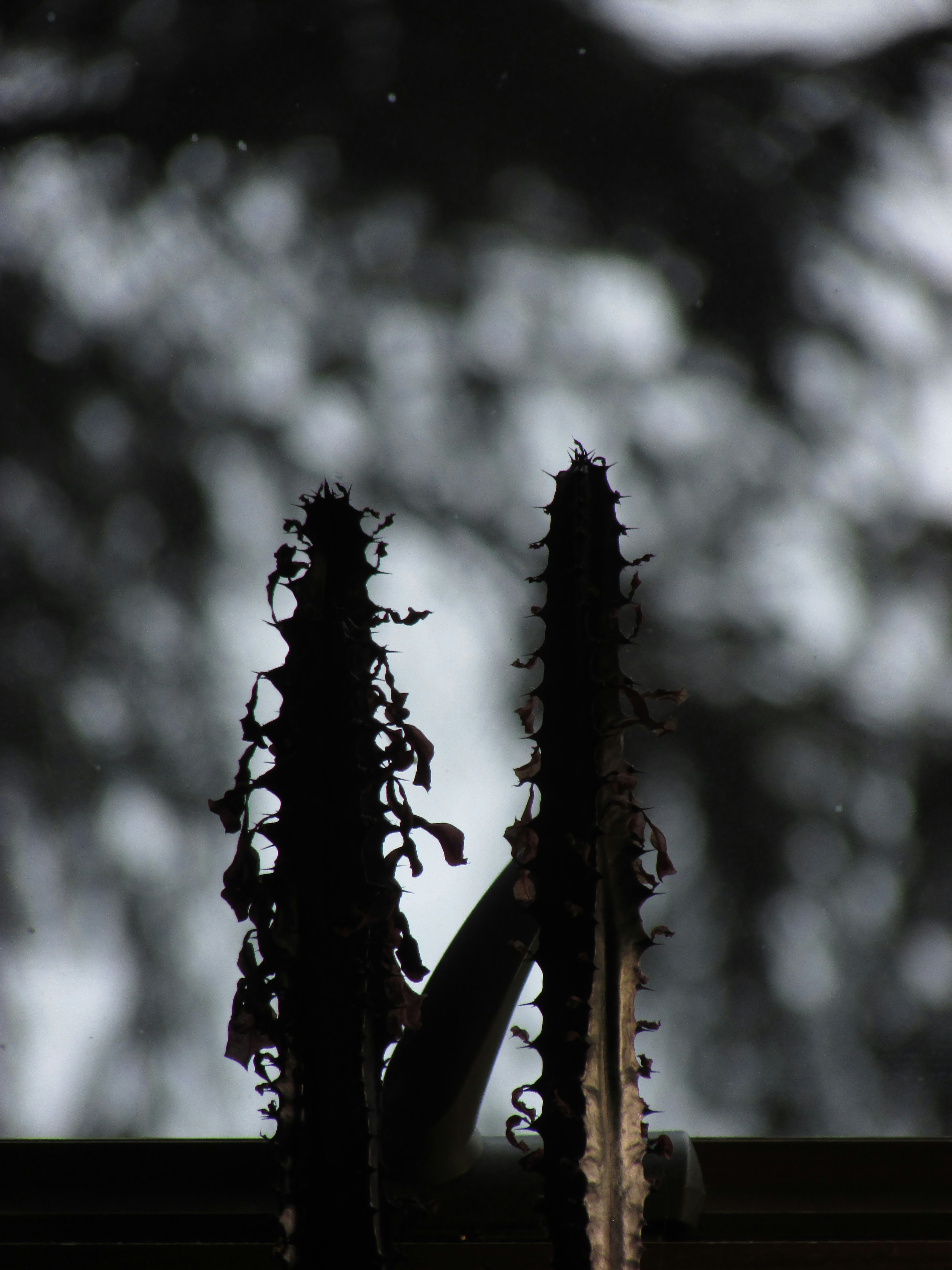 Dark Silhouettes on a Window Sill